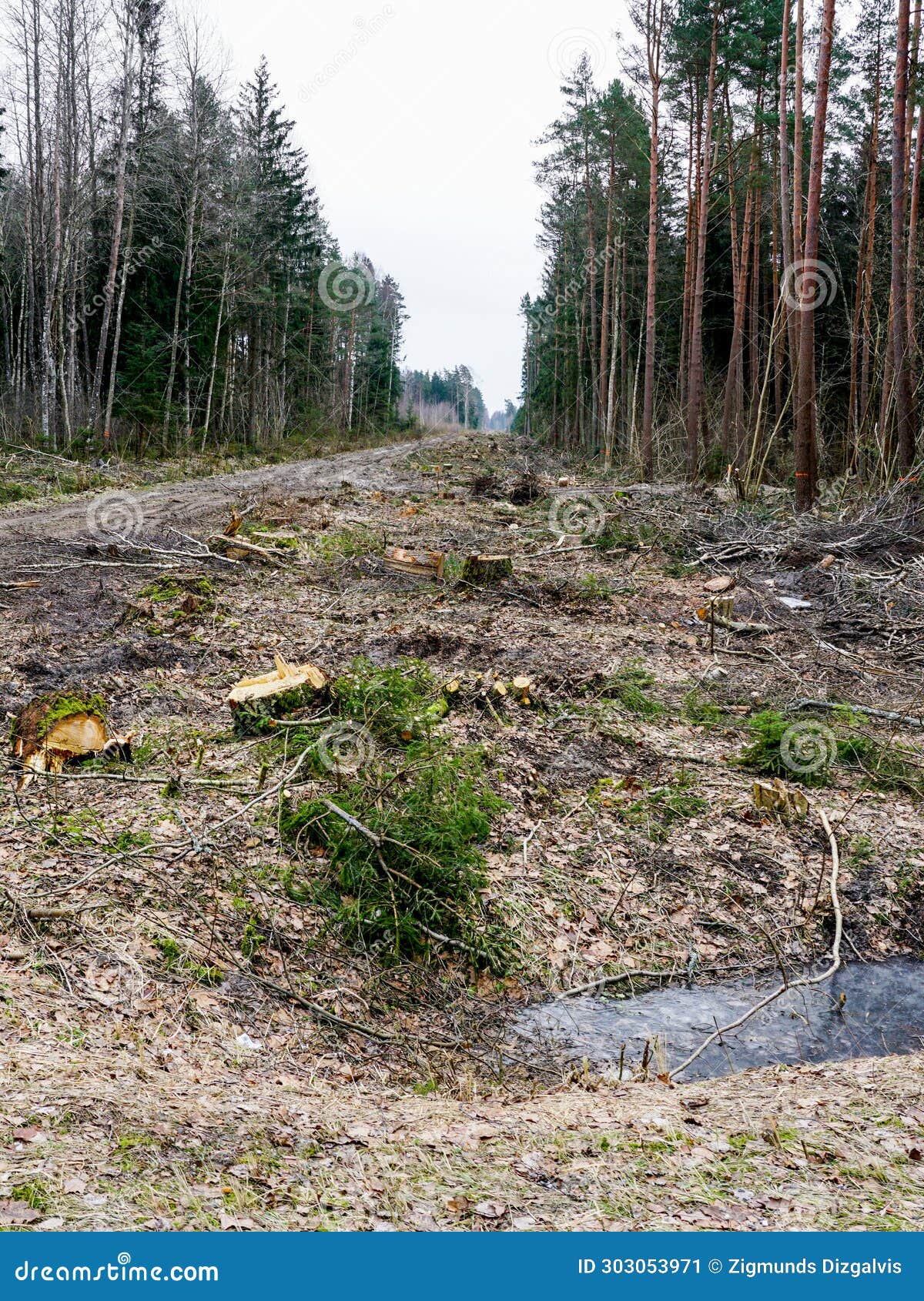 Powerline In The Forest. Old Style Steel Pole, Rusted. Detail. Stock ...