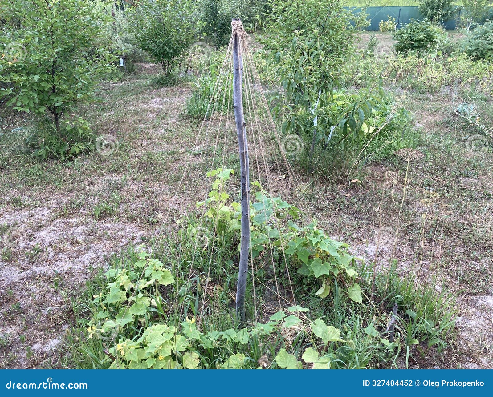 Construction of Plant Stem Tension Thread Stock Photo - Image of ...