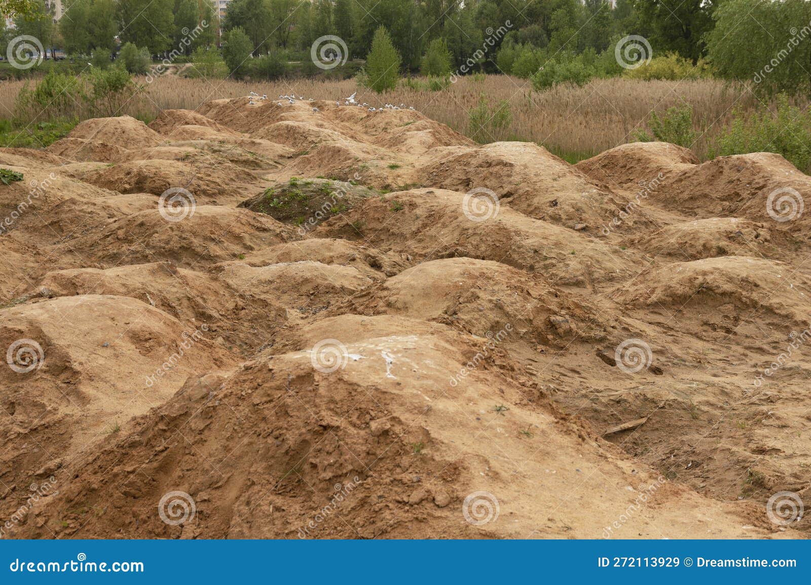Huge Piles Of Fresh Big Size Shells Royalty-Free Stock Photo ...
