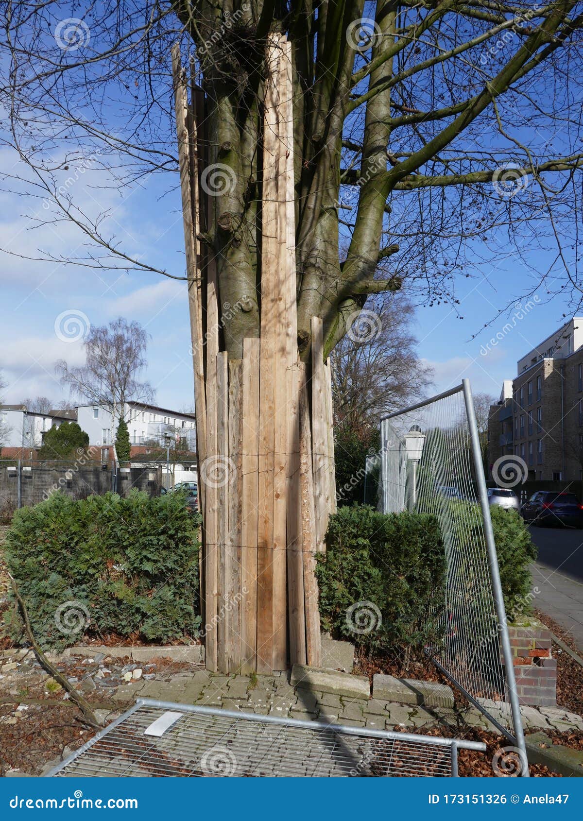 On a Construction Site, Trees are Protected from Damage with Boards ...