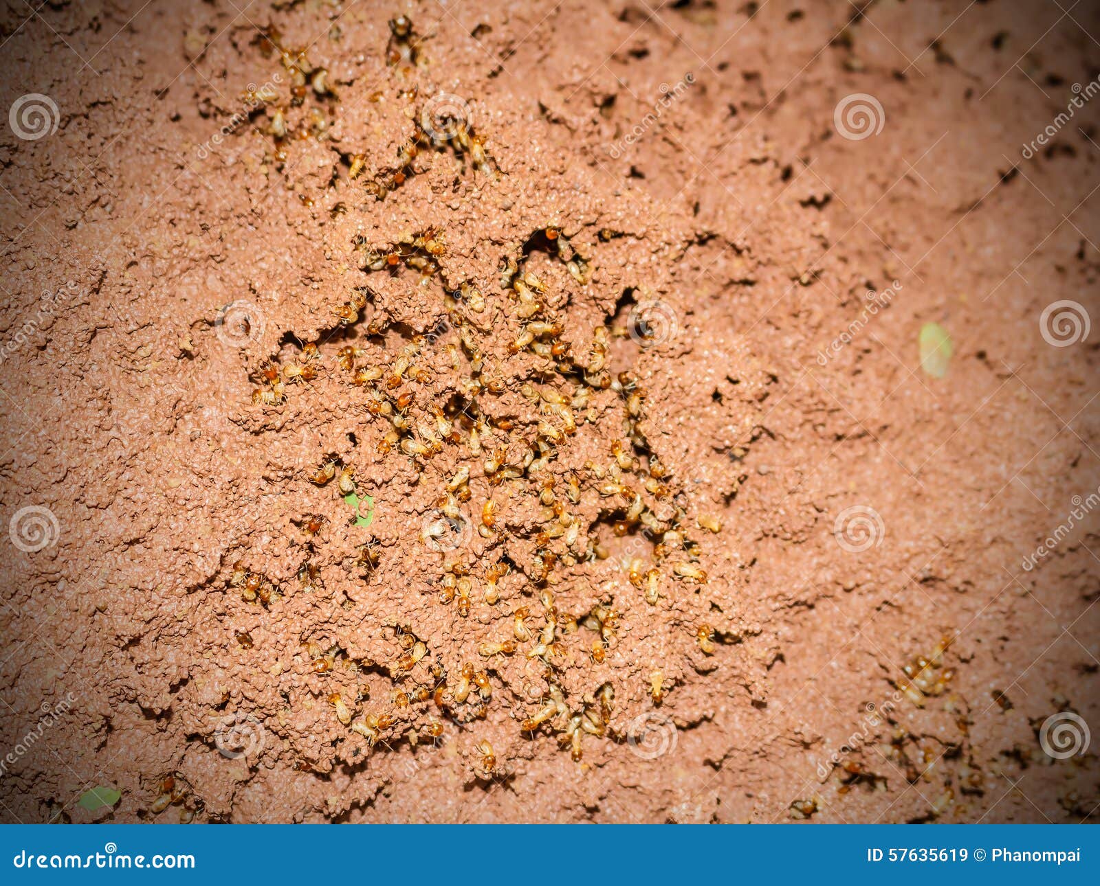 Construction termite nests stock image. Image of teeth - 57635619
