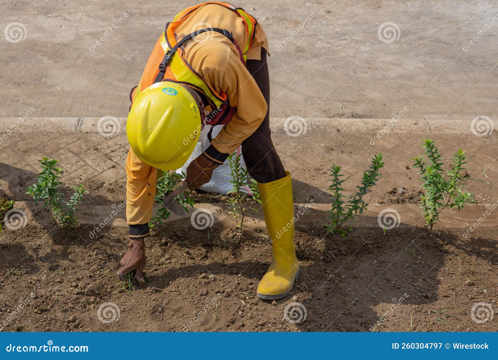 Construction Worker Planting Grass in the Facility Area. Stock Image ...