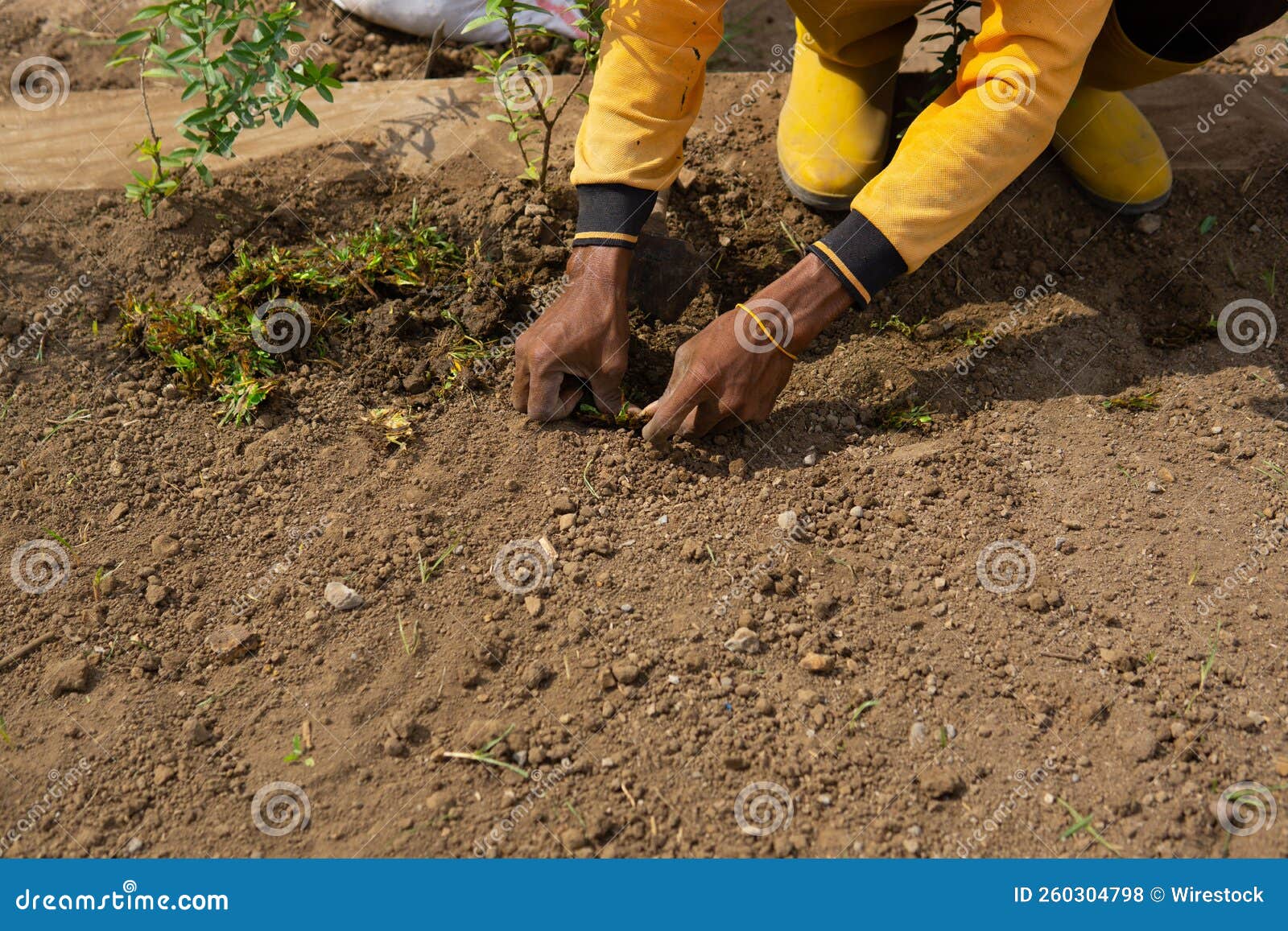 Construction Worker Planting Grass in the Facility Area. Stock Photo ...