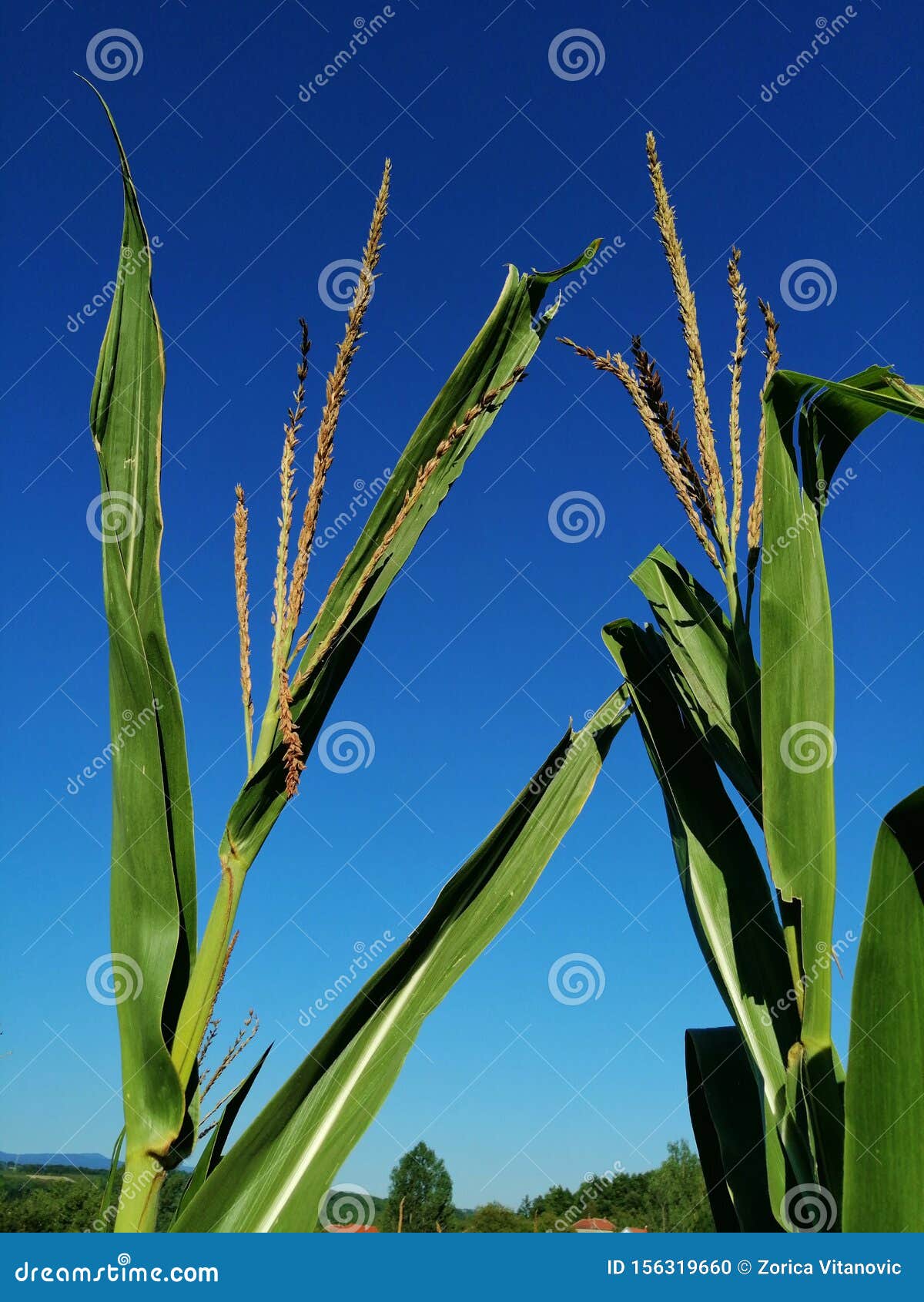 Corn in field on blie sky stock photo. Image of corn - 156319660
