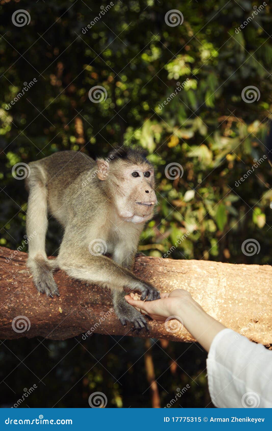 Contact with monkey stock image. Image of human, friendship - 17775315