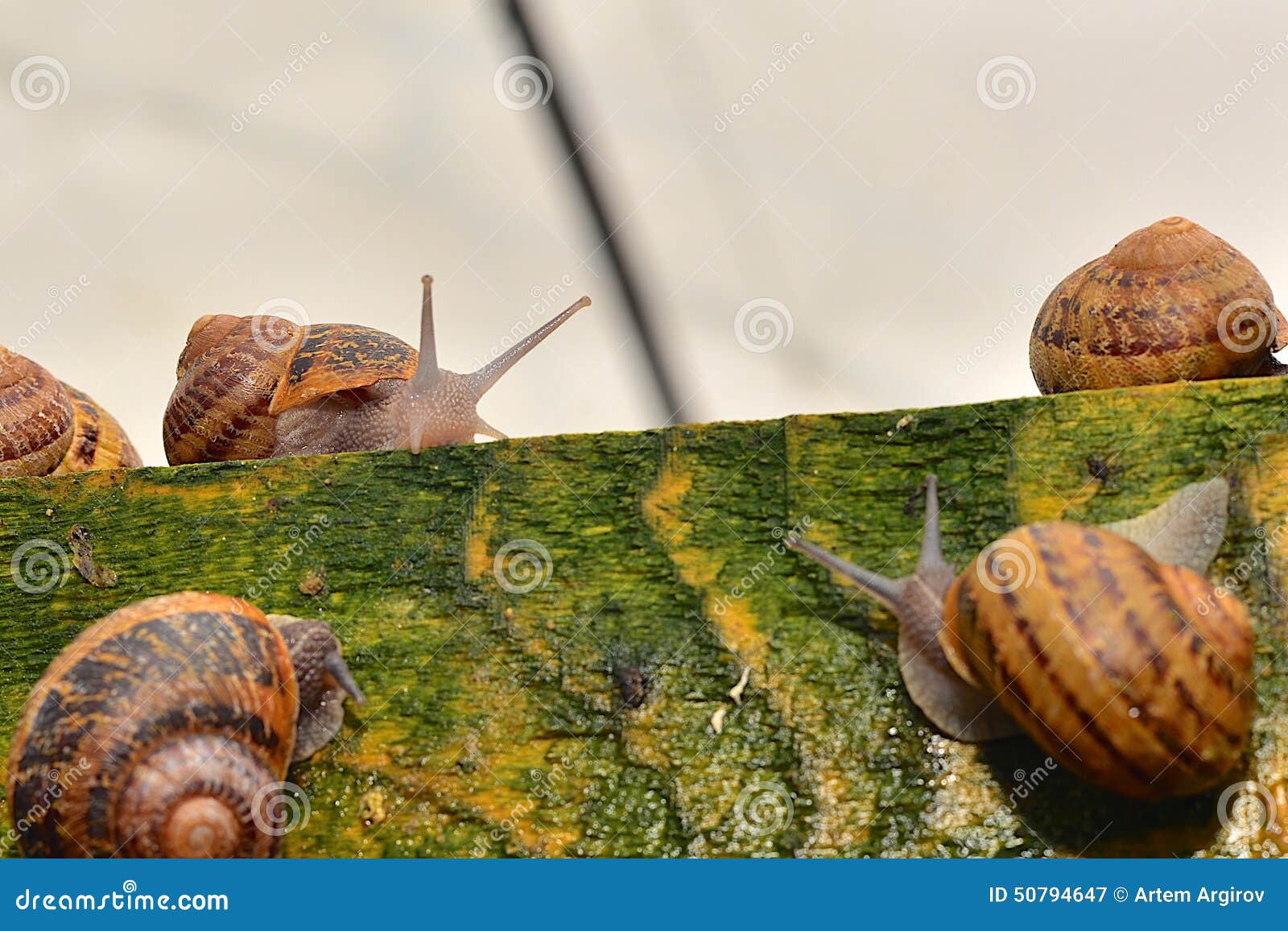 Contact of Two Snails Talking Stock Image - Image of cultivate, nature ...