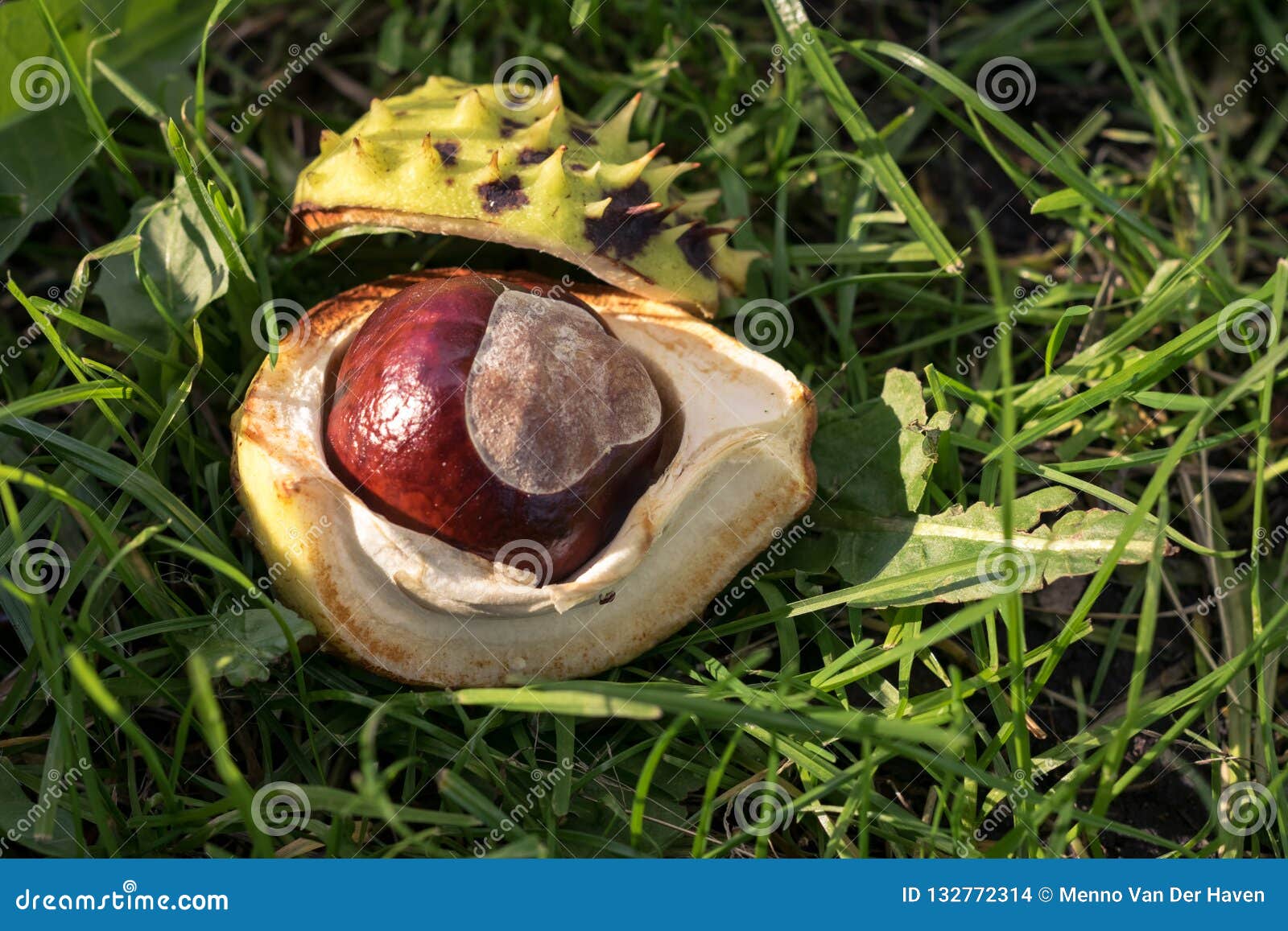 A Chestnut Felt Out of a Tree Stock Photo - Image of isolated, botanic ...