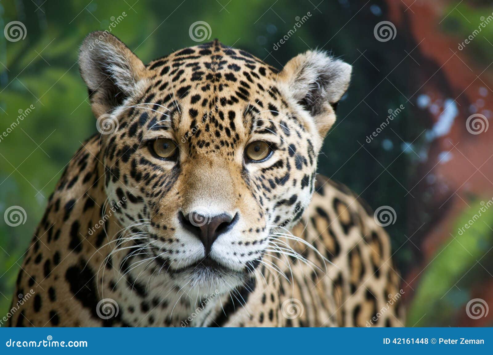 Contacto visual de Jaguar foto de archivo. Imagen de leopardo - 42161448