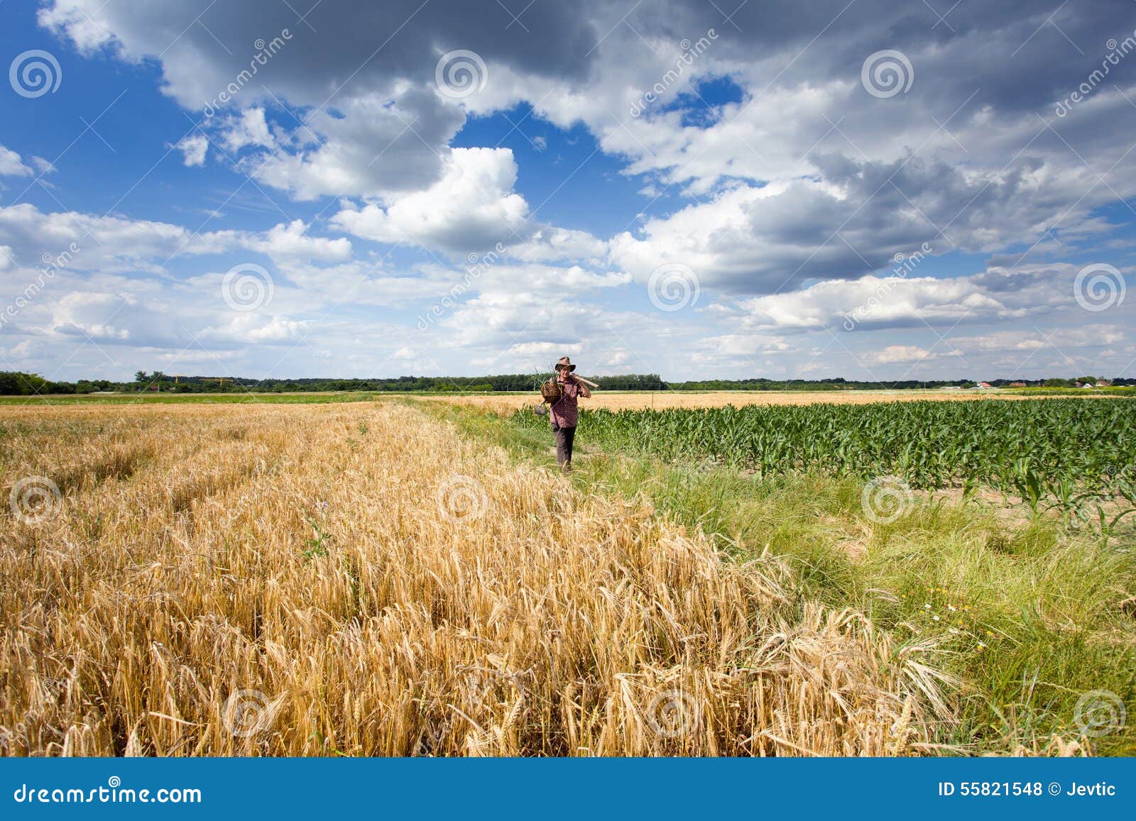 Contadino anziano fotografia stock. Immagine di coltura - 55821548
