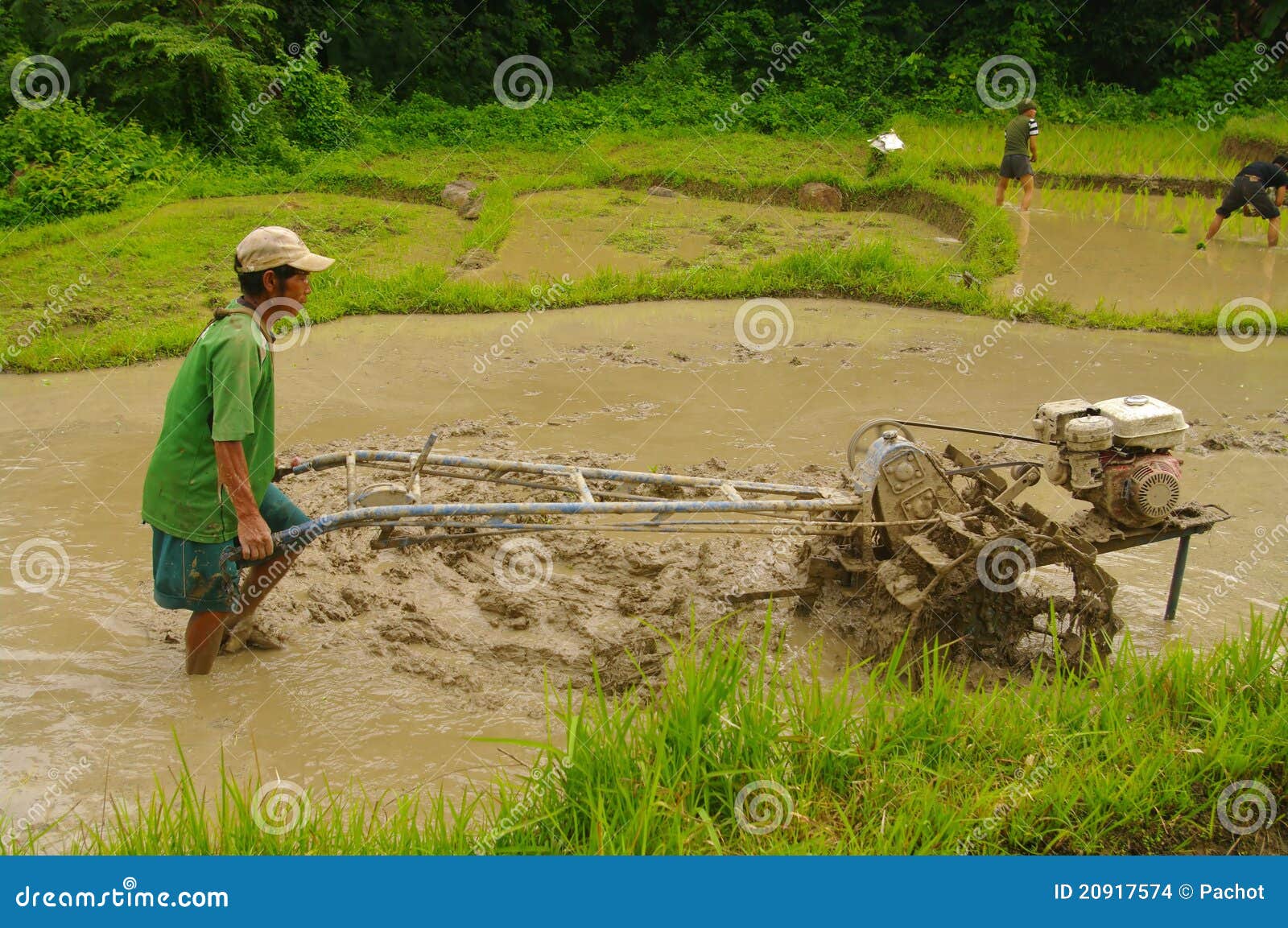 Contadino Nel Giacimento Del Riso Immagine Stock Editoriale - Immagine ...