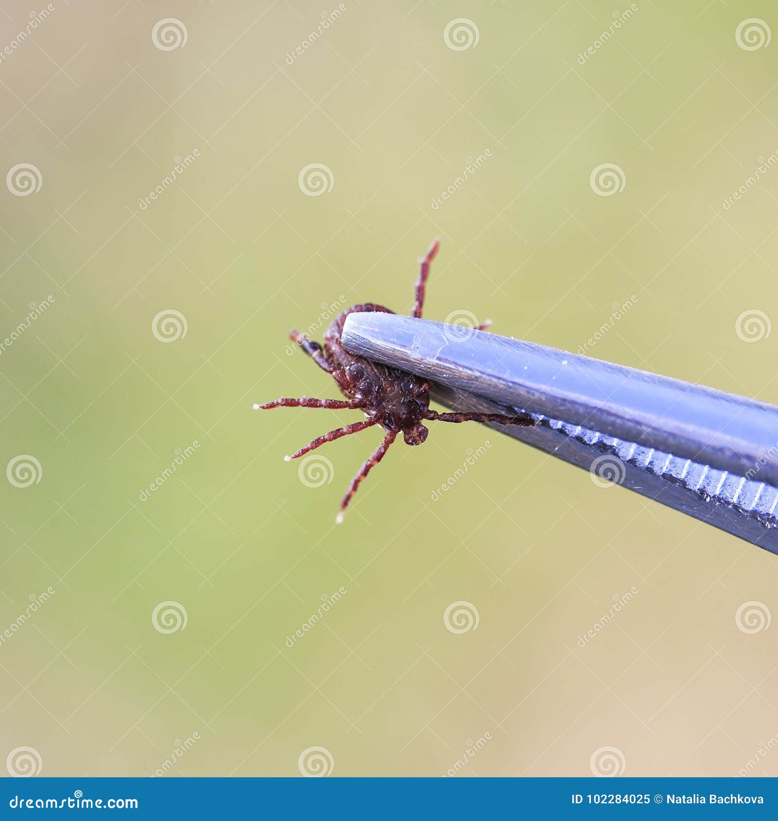 Insect With Forceps at Taj Schauer blog