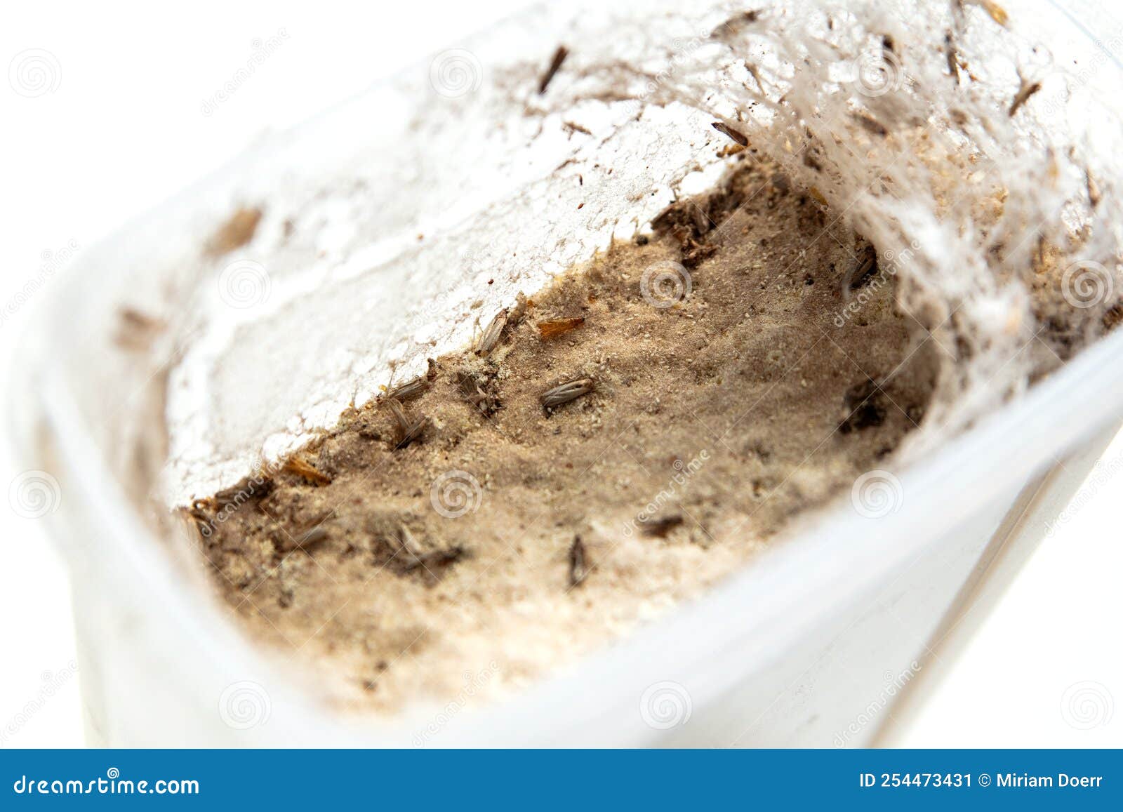 Container of Flour Full of Food Moths Stock Image - Image of pest ...