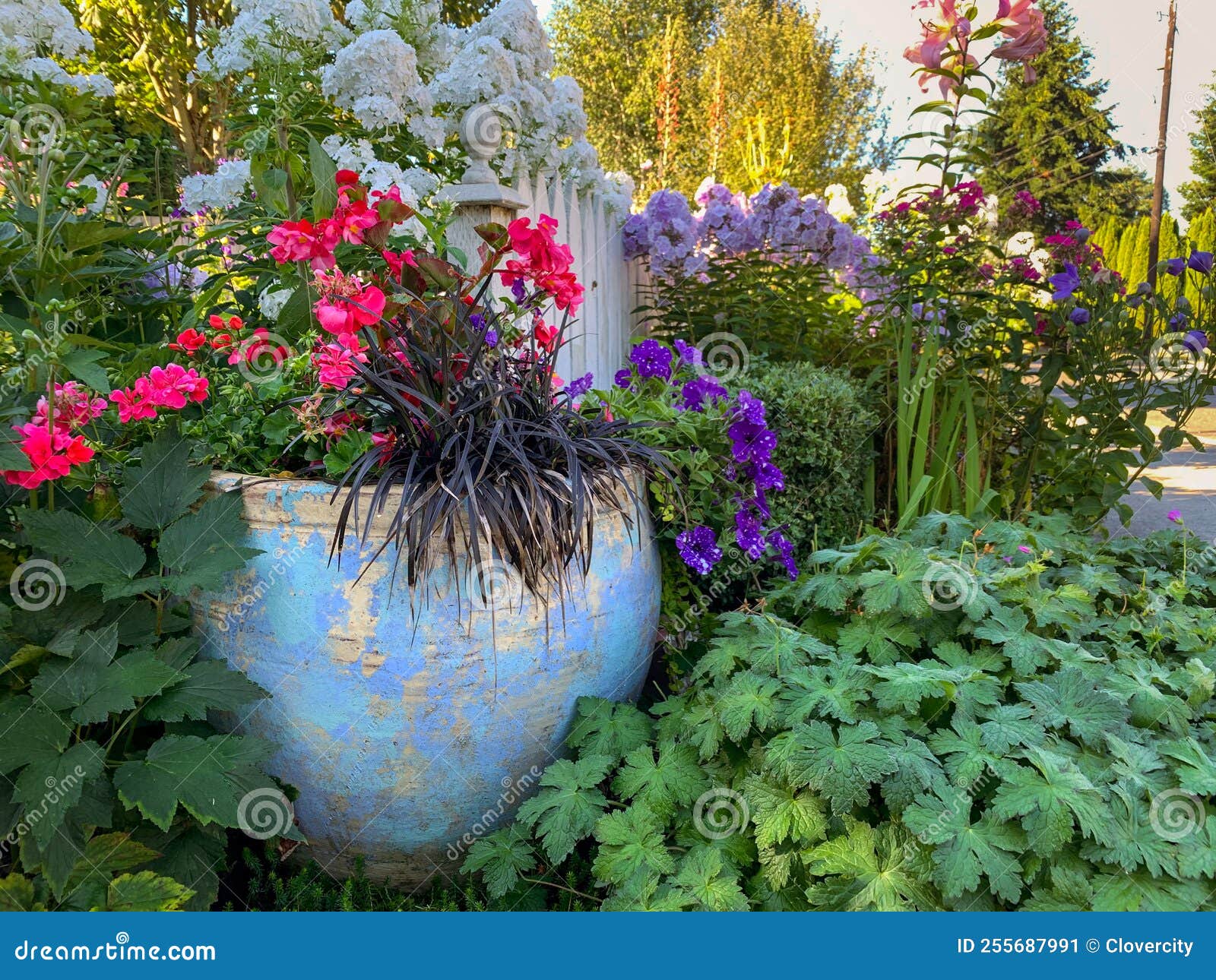 Container Garden with Grasses and Geraniums Stock Image - Image of ...