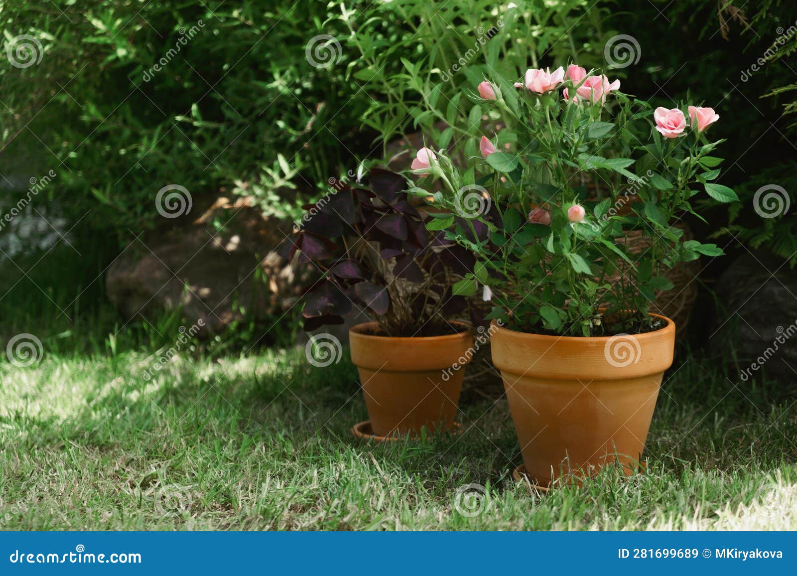 Potted Plants in Backyard Garden. Summer Garden. Stock Image - Image of ...