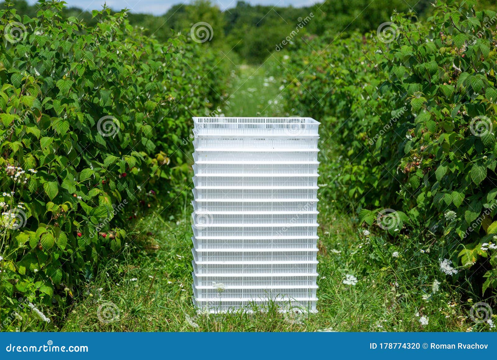 Container for Raspberries between Rows of Bushes with Ripe Berries ...