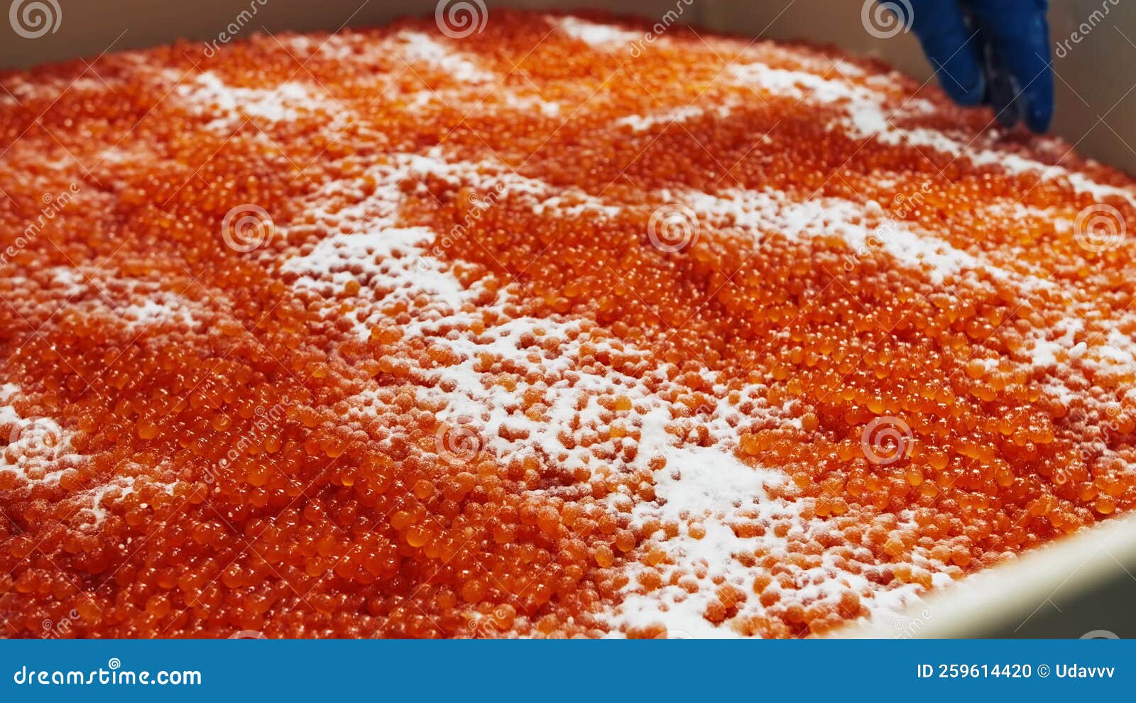 A Container with Red Salmon Caviar is Sprinkled with Salt at Factory ... A Container with Red Salmon Caviar is Sprinkled with Salt at Factory ...