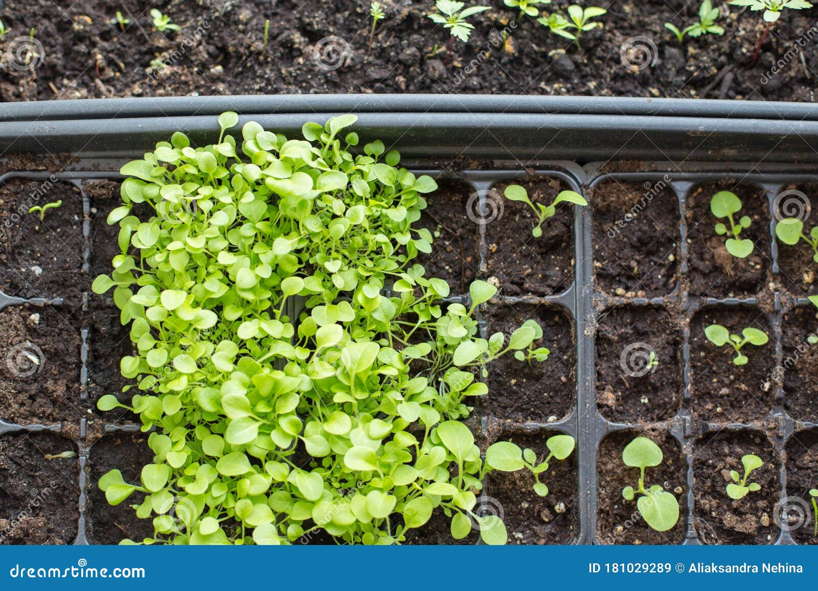 The Container with the Seedlings of Flowers Stock Image - Image of ...