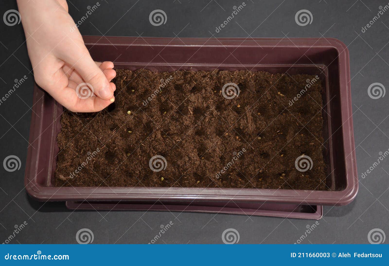 A Container with Soil for Seeds. Stock Image - Image of gardening ...