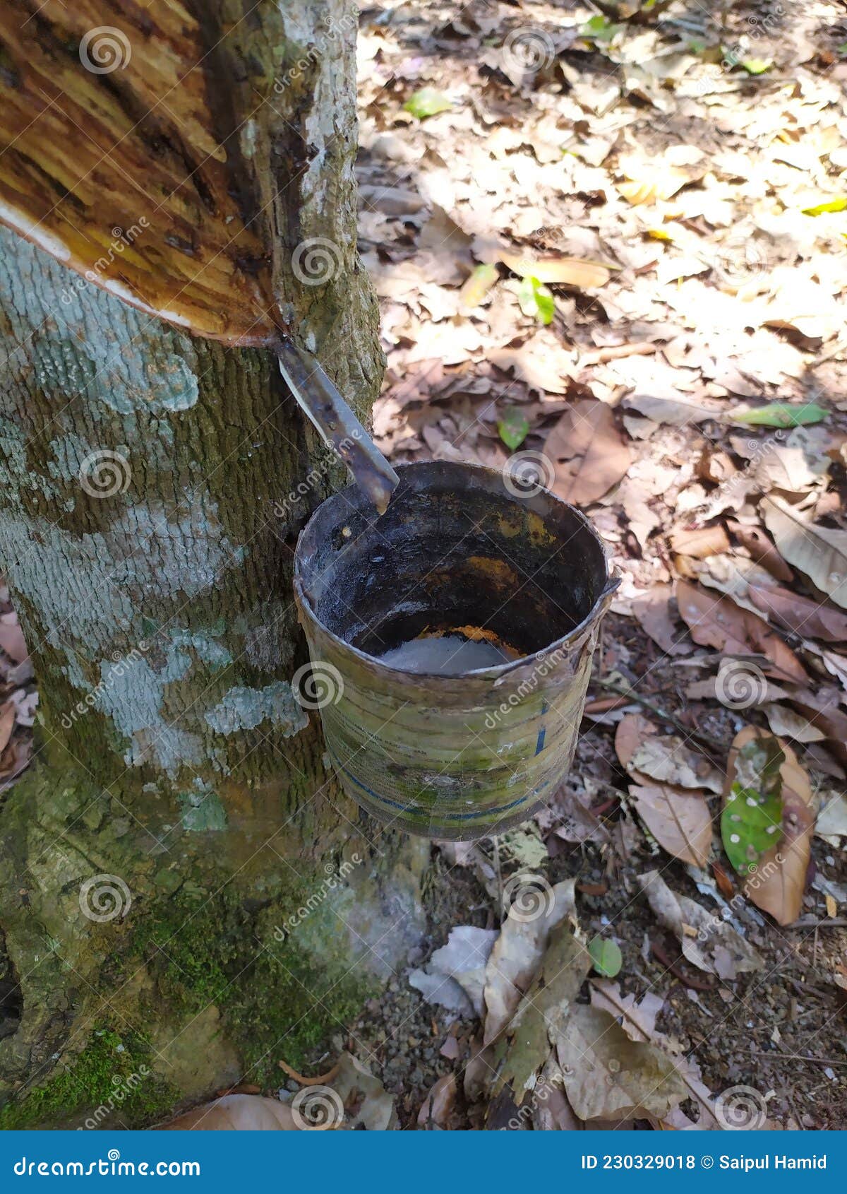 Tapping Rubber Tree Stock Photo | CartoonDealer.com #47647572