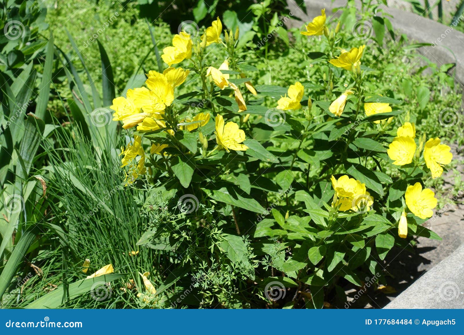 Container with Yellow Flowers of Evening Primrose Stock Photo - Image ...