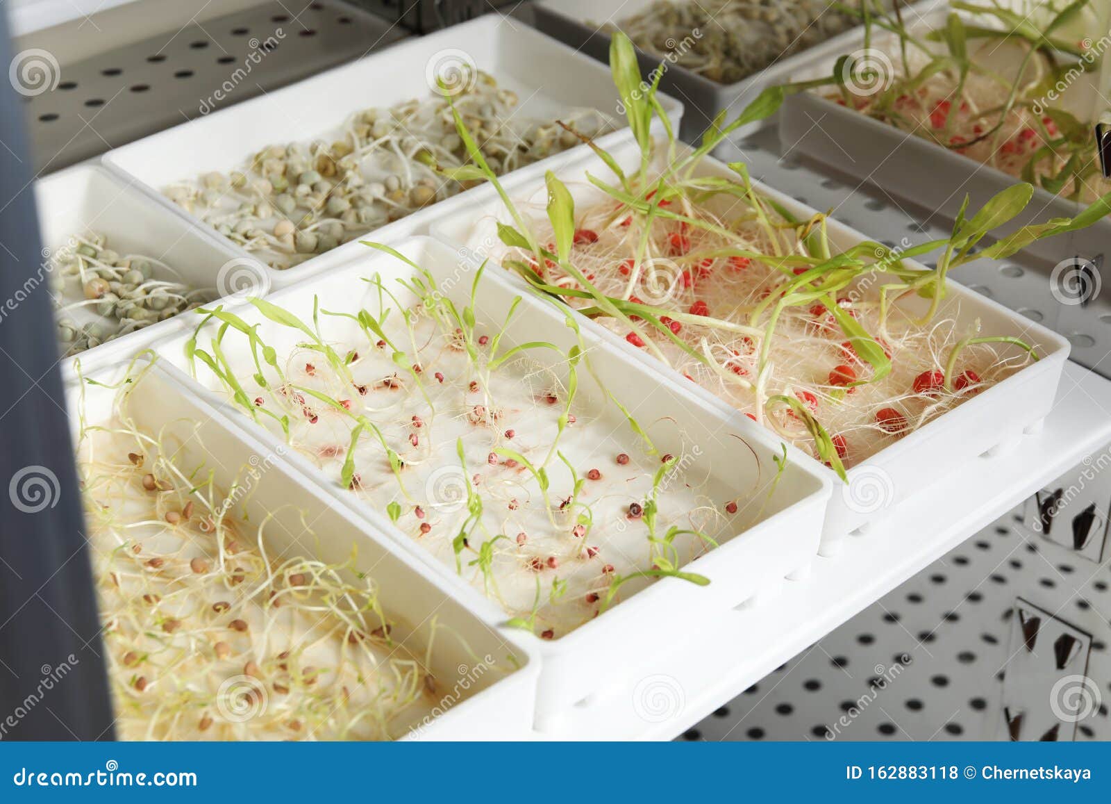 Containers with Different Sprouted Seeds. Laboratory Research Stock ...