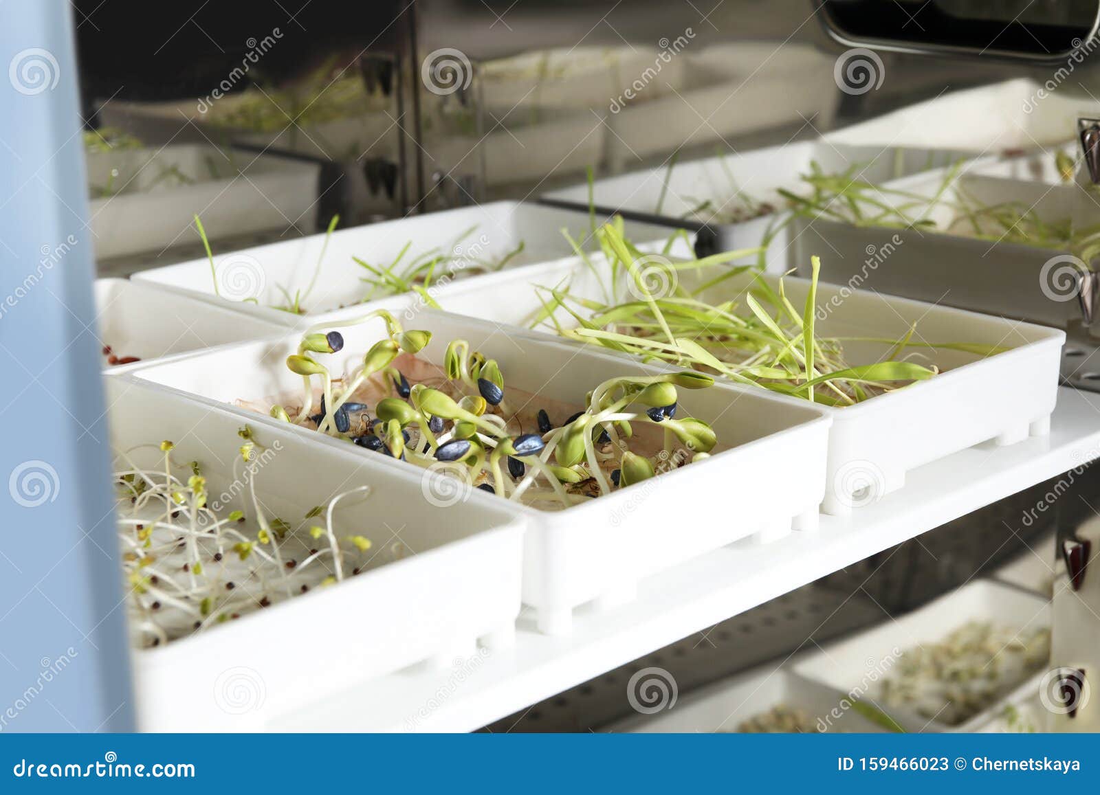 Containers with Different Sprouted Seeds. Laboratory Research Stock ...