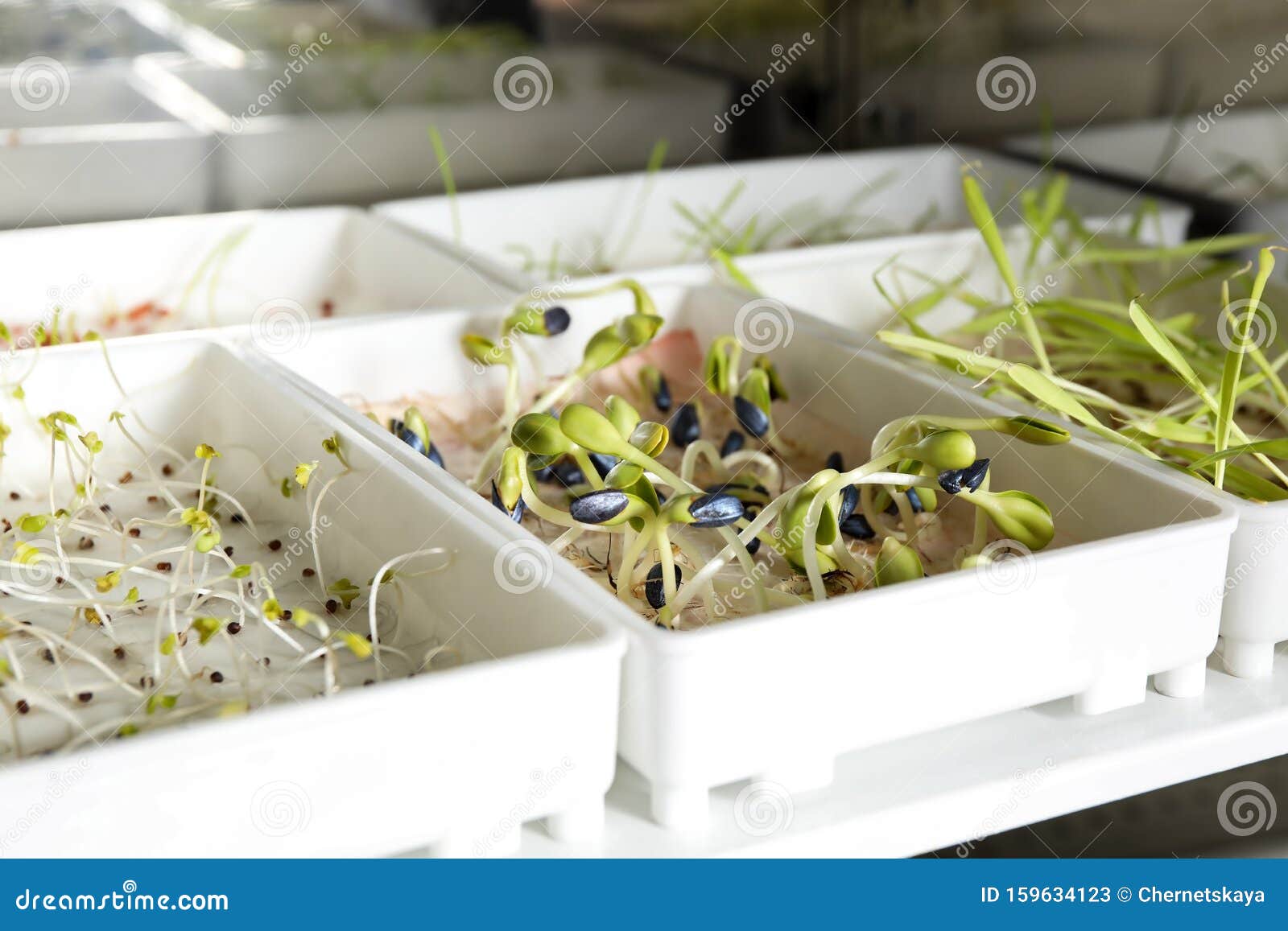 Containers with Different Sprouted Seeds. Laboratory Research Stock ...