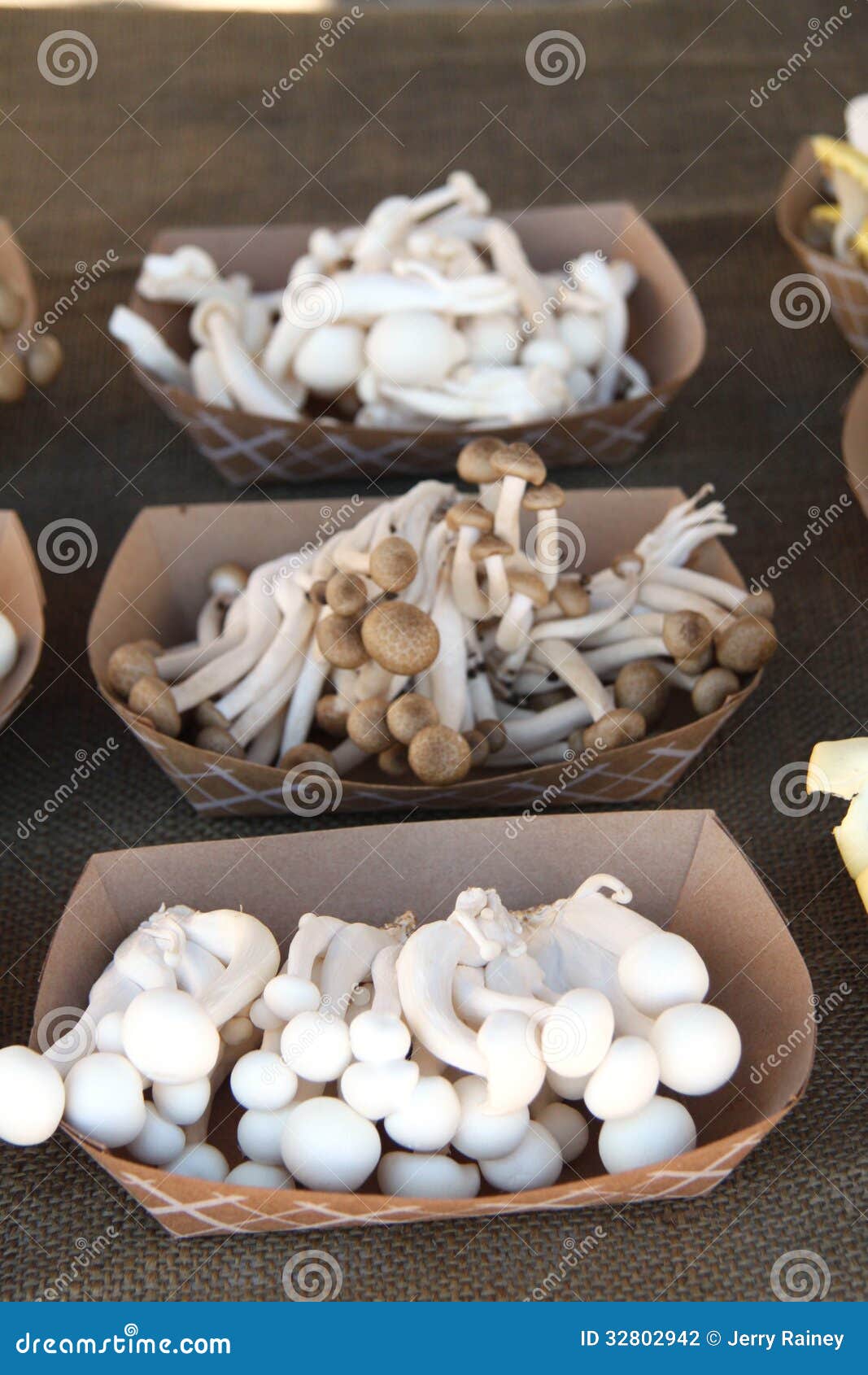 Containers of mushrooms stock photo. Image of food, agricultural - 32802942
