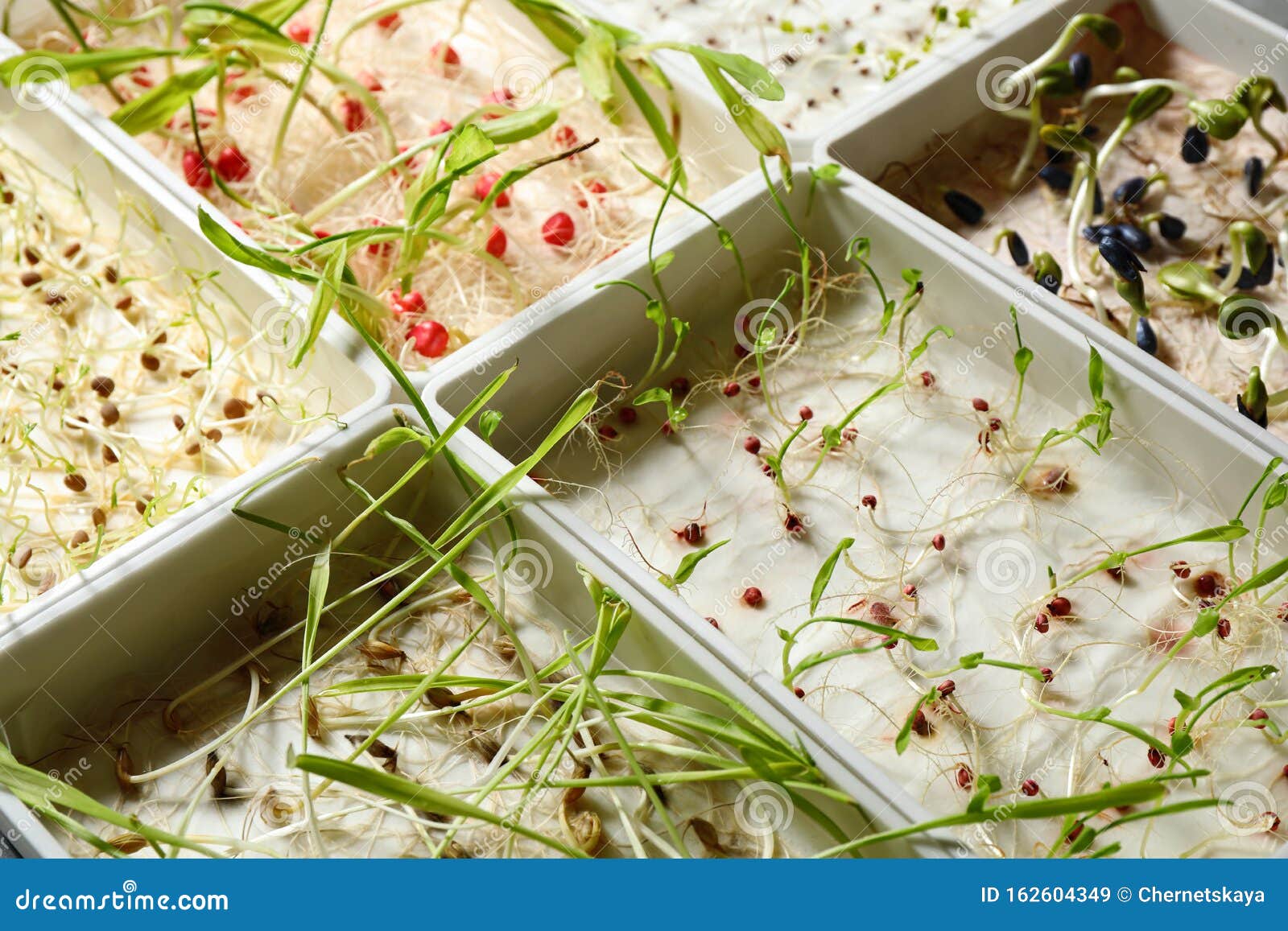 Containers with Sprouted Seeds. Laboratory Research Stock Image - Image ...