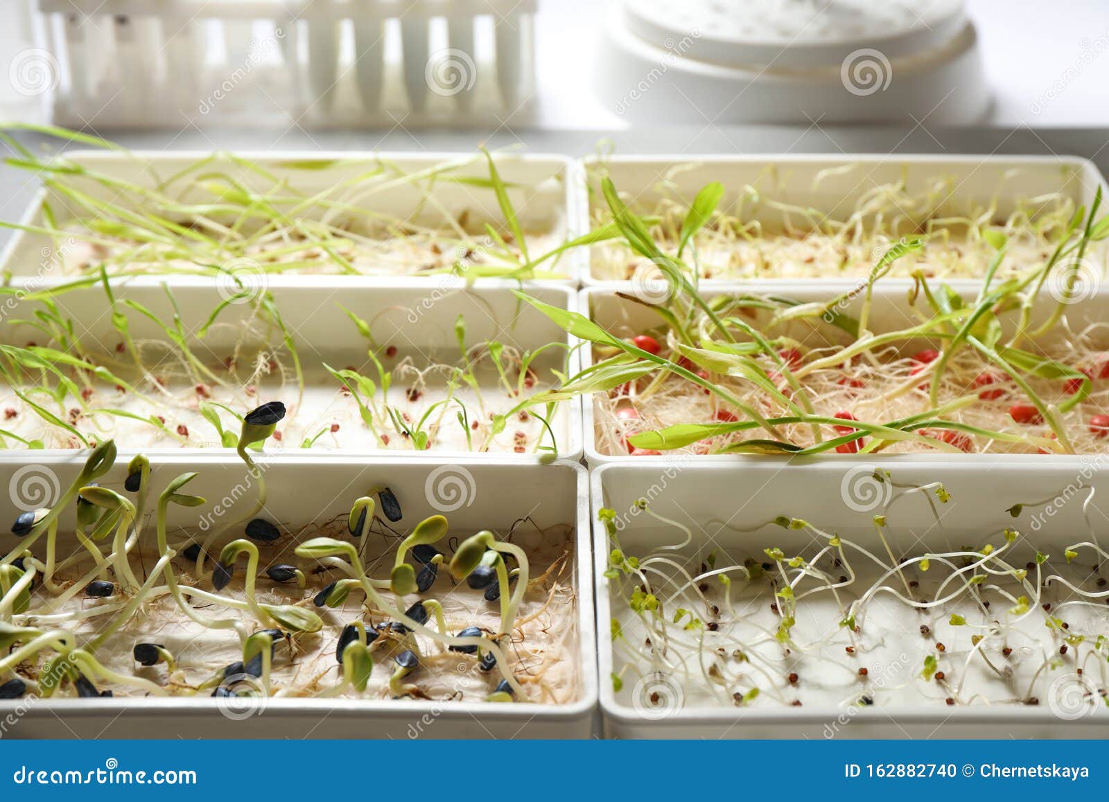 Examination Of Seeds Under A Microscope Stock Photography ...