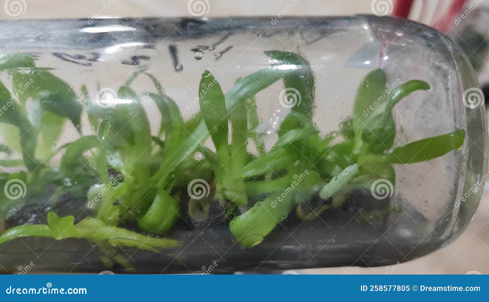 Contaminated Orchid Plant Explants in Tissue Culture Technique Stock ...