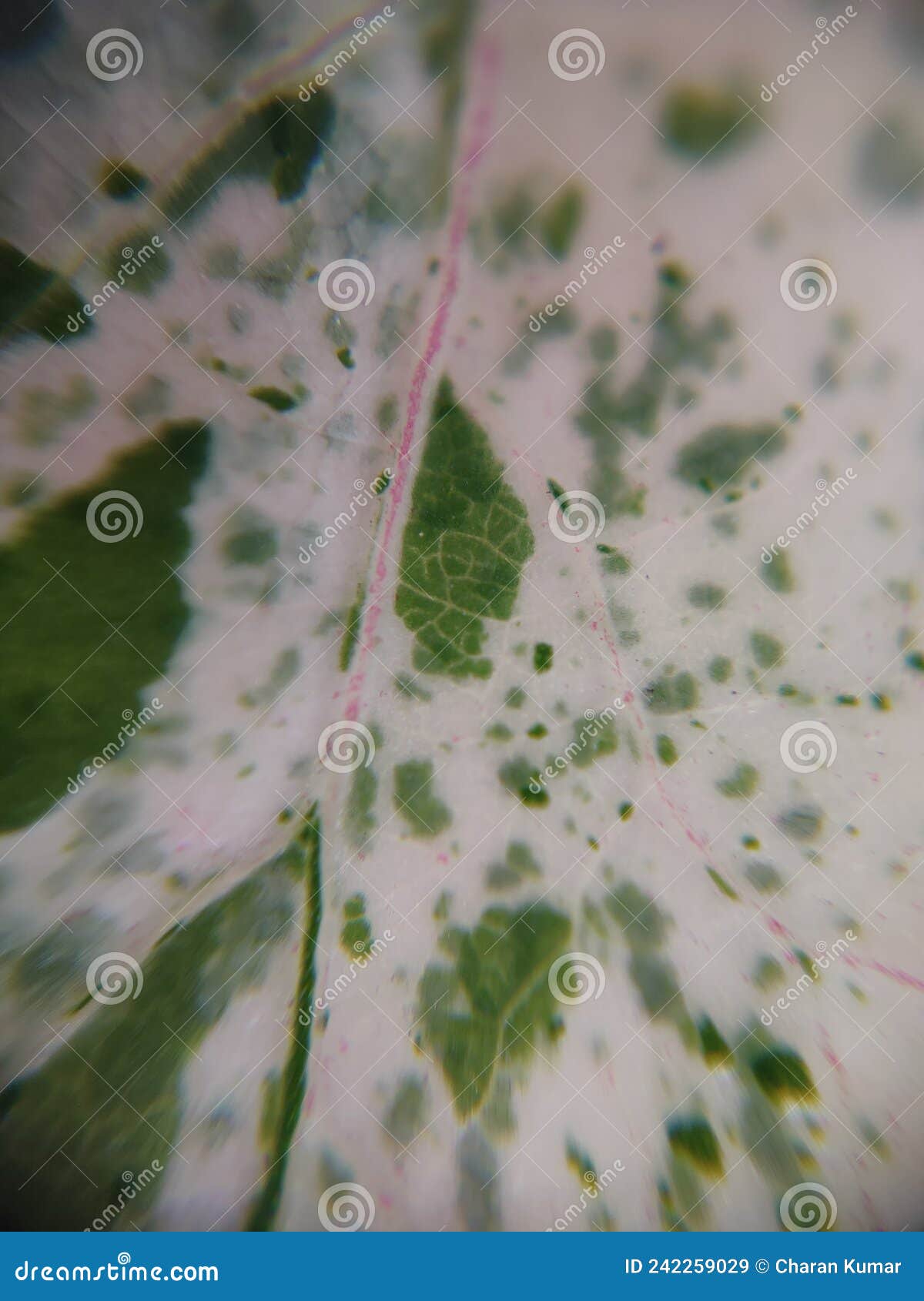 Contaminated Plant Leaf Extreme Close-up Stock Image - Image of illness ...