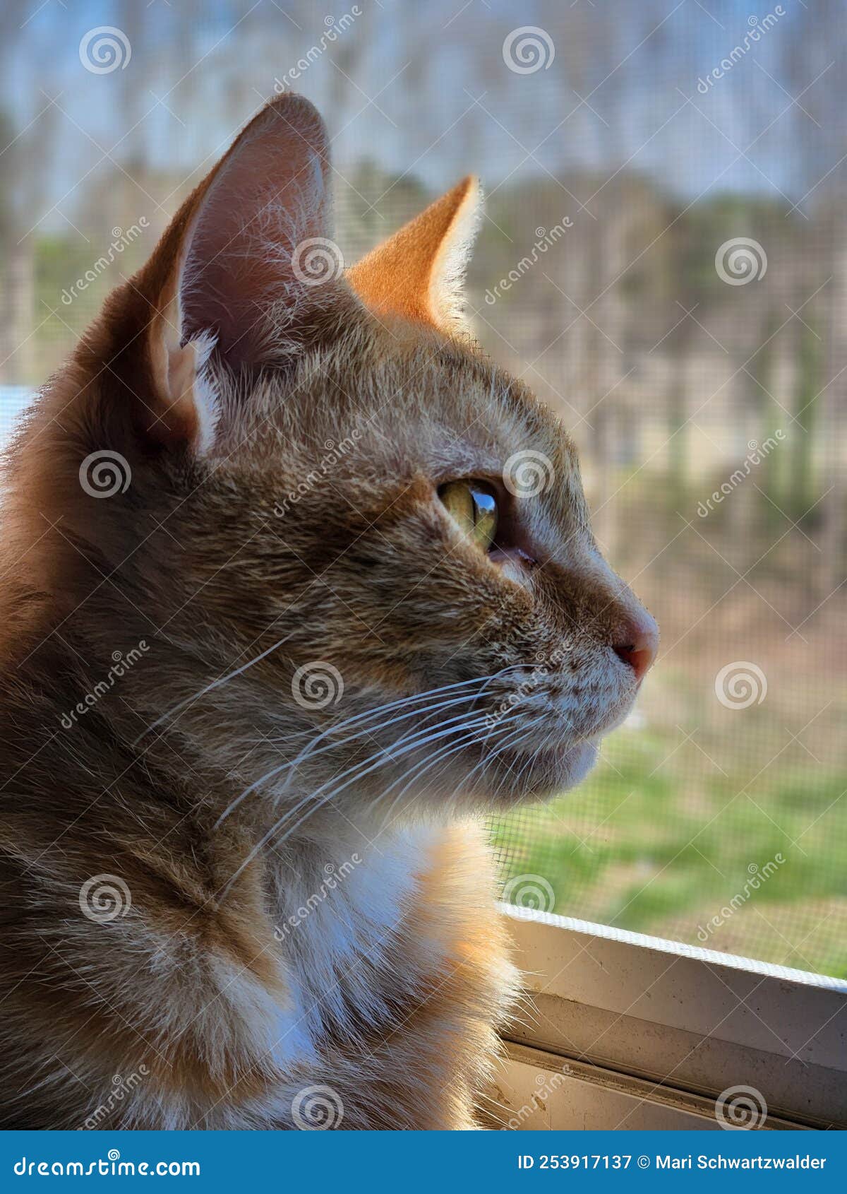 Contemplating Cat stock image. Image of tabby, nose - 253917137