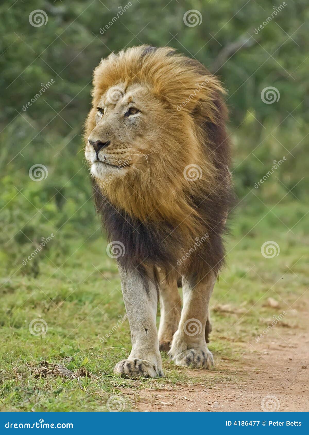 Lion Patriarch Rubbing Faces Or Kissing With Lioness Stock Photo ...