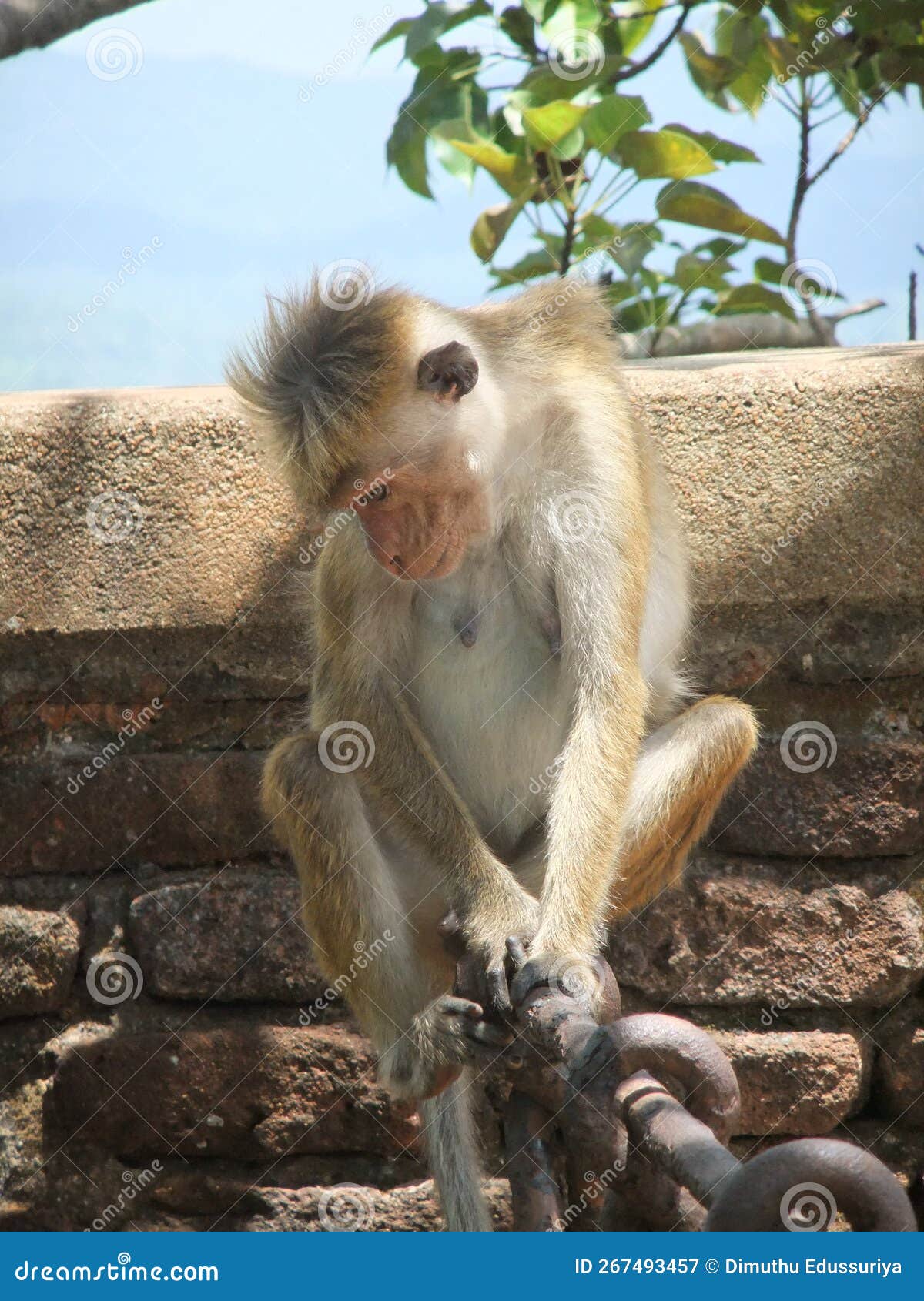 Contemplating Monkey on the Railing Stock Image - Image of ...