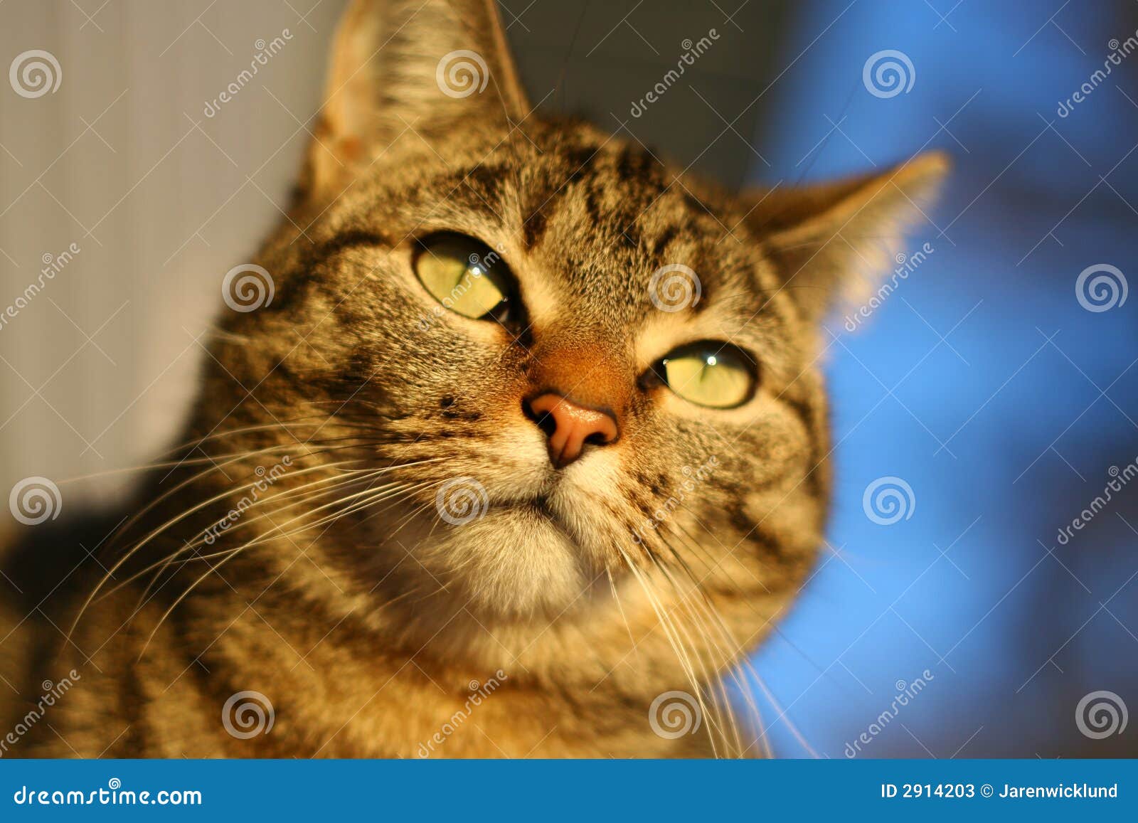 Contemplative Cat stock image. Image of peace, contemplating - 2914203