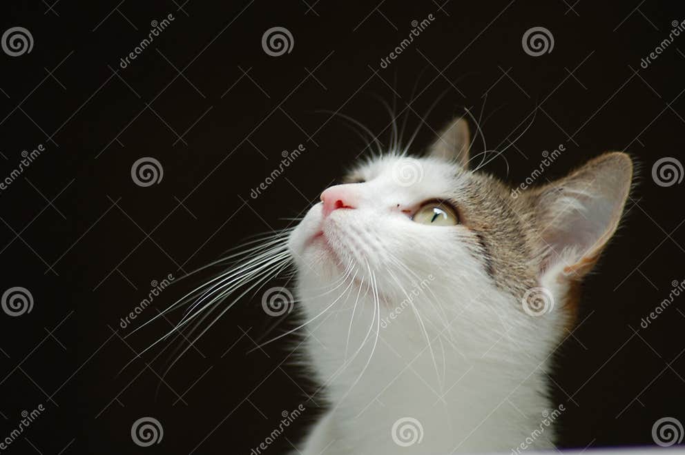 Contemplative cat stock image. Image of abstract, pets - 641797