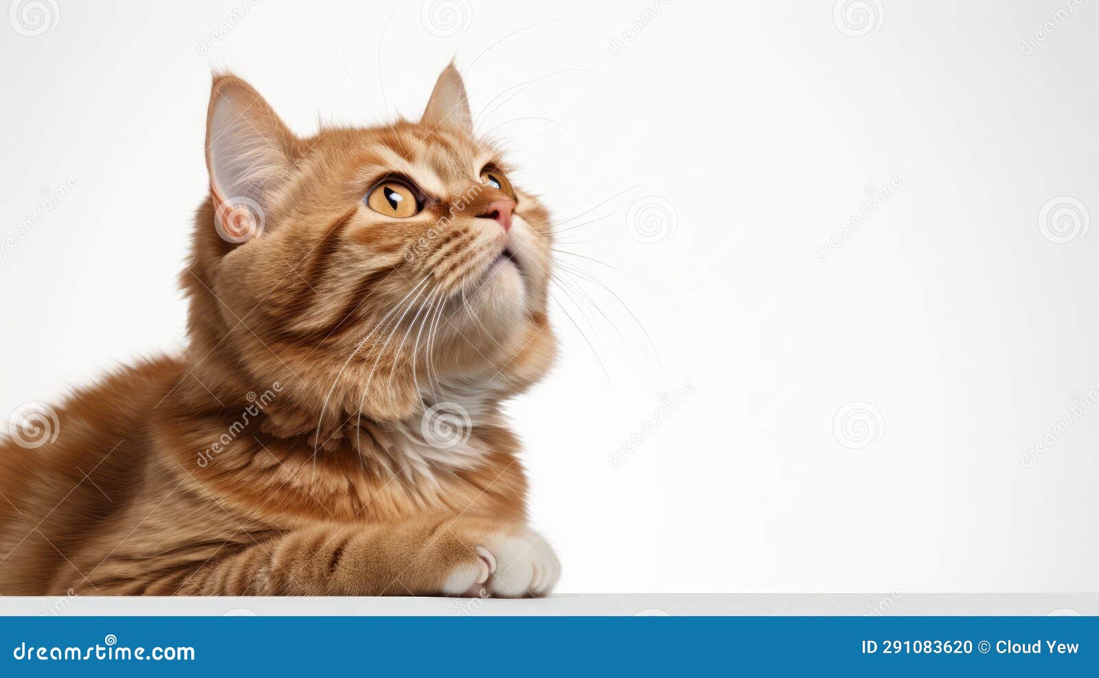 Contemplative Gaze Cat stock illustration. Illustration of animal ...
