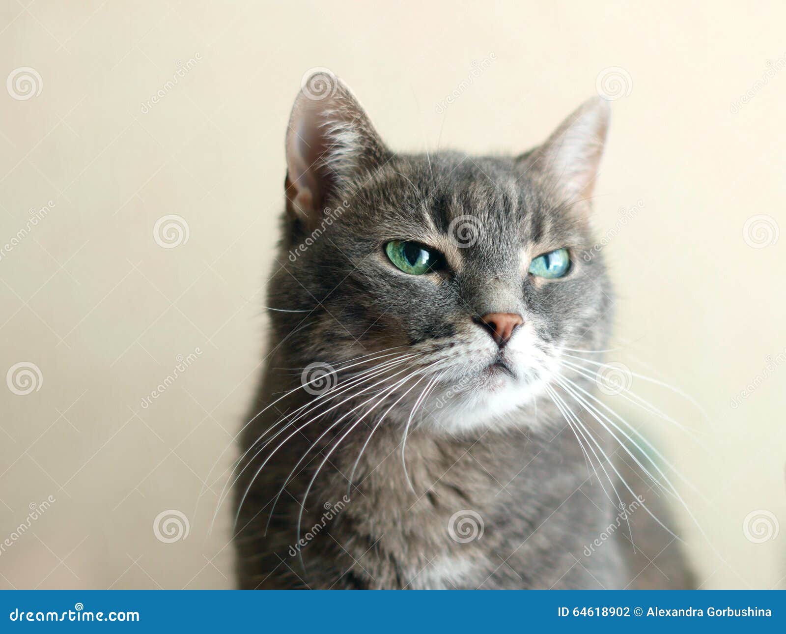 Contempt Emotion in Cats Eyes Stock Photo - Image of animal, emotion ...