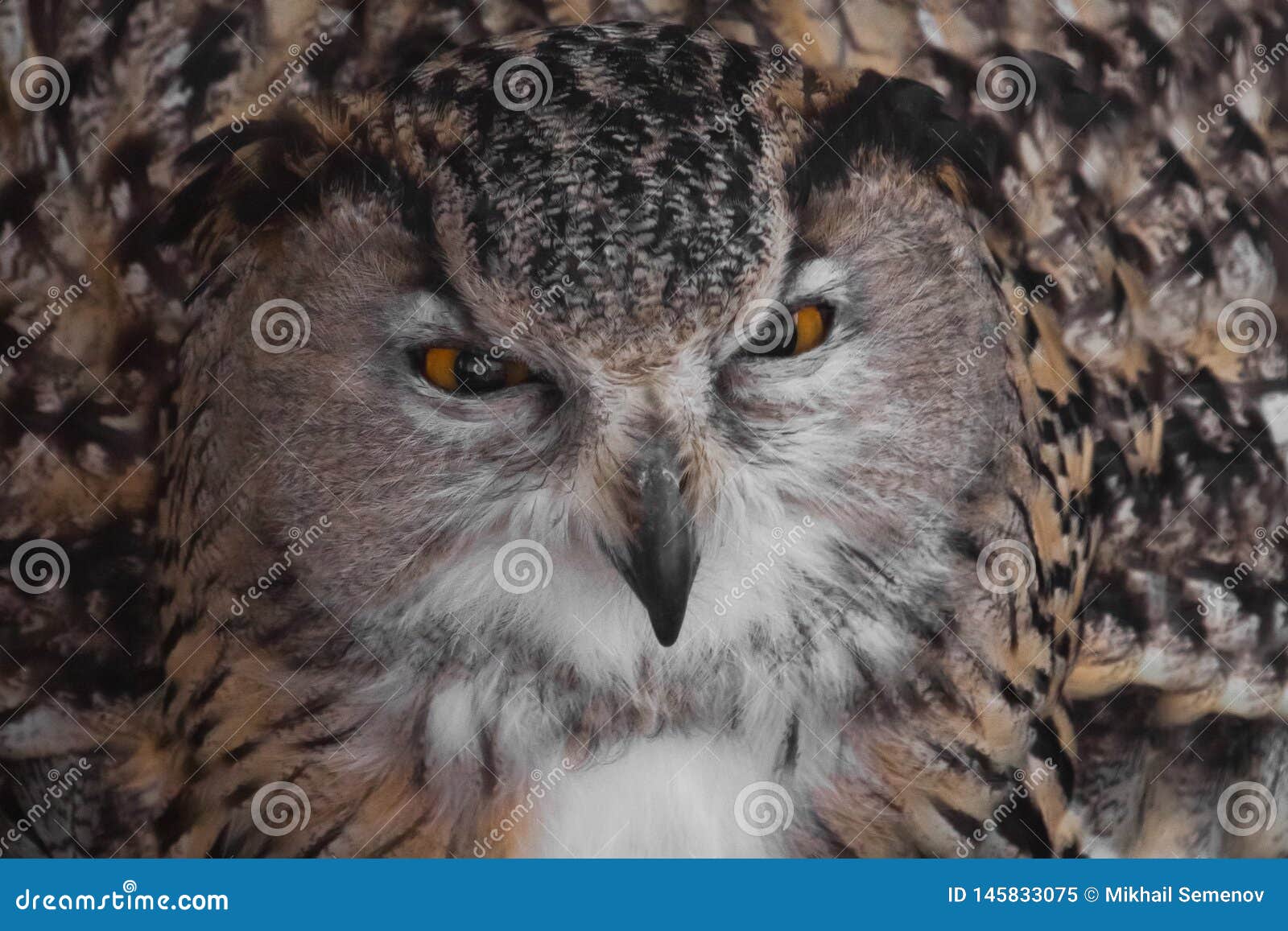 Contempt. Owl with Clear Eyes and an Angry Look is a Large Predatory ...