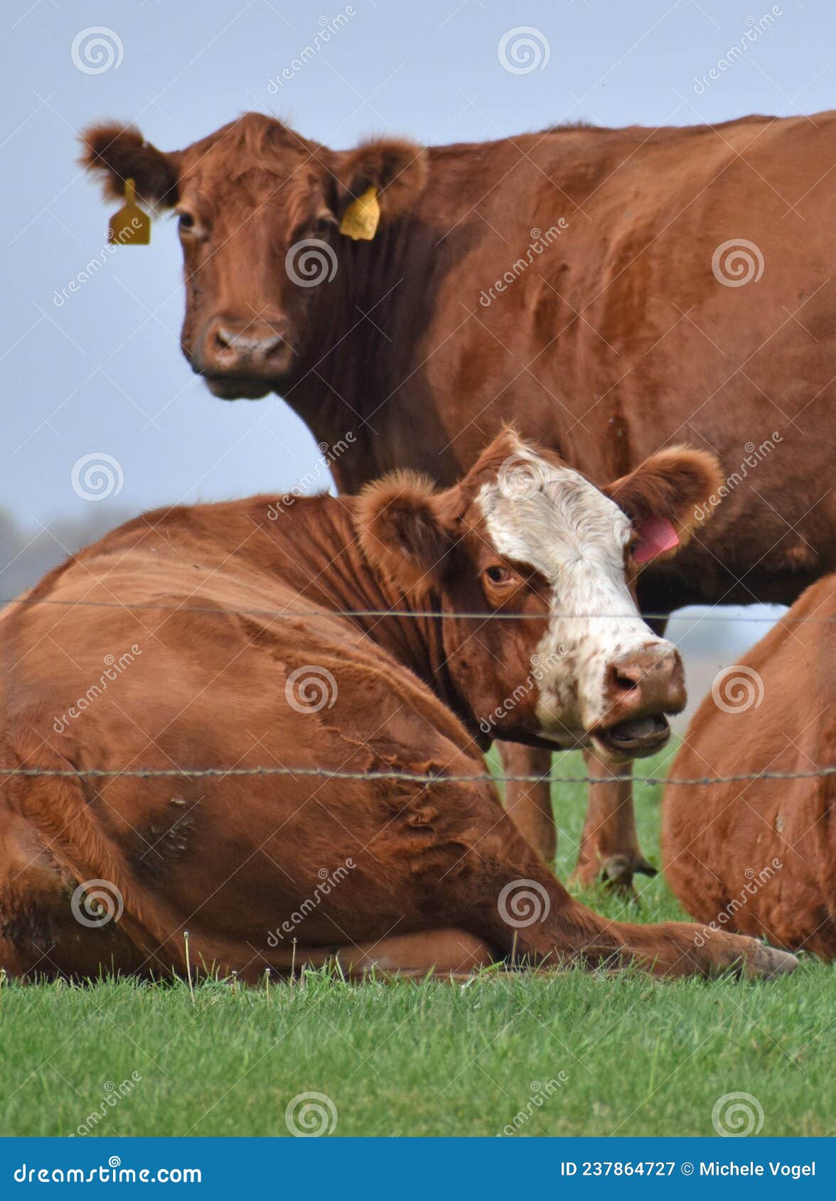 Content Angus Cows Resting in Grass in Rural Minnesota Stock Image ...