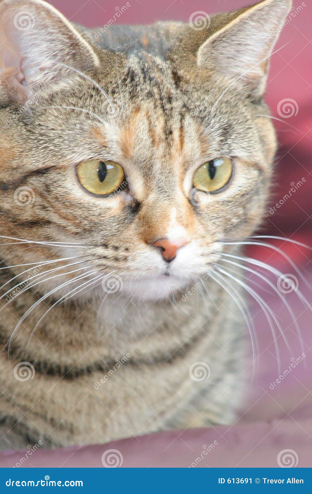 Content Cat stock image. Image of stare, eyes, cute, intent - 613691