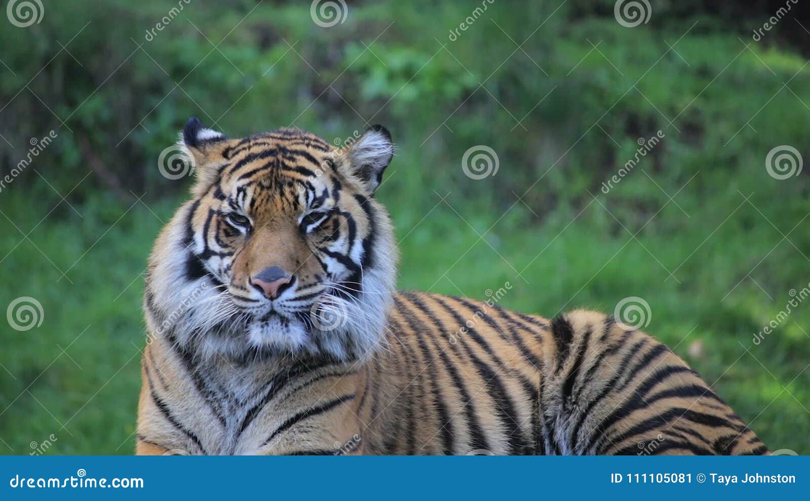 Tiger Blinking Away from Camera Stock Video - Video of predator ...