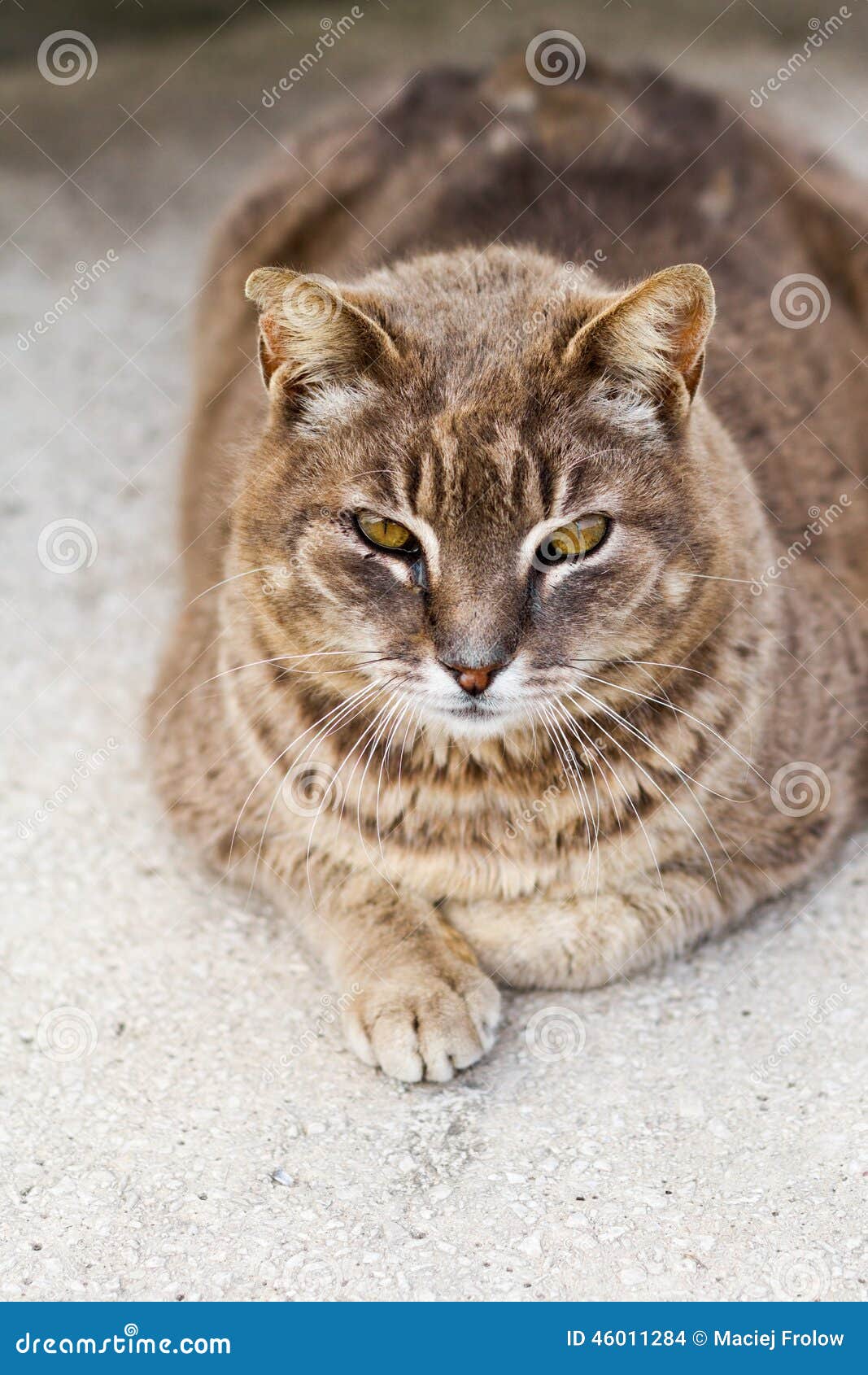 Contented cat stock photo. Image of friendly, animal - 46011284