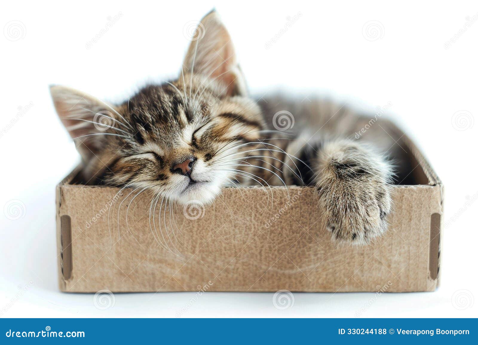 Contented Cat Sleeping in Box, Isolated on White, Peaceful and Serene ...