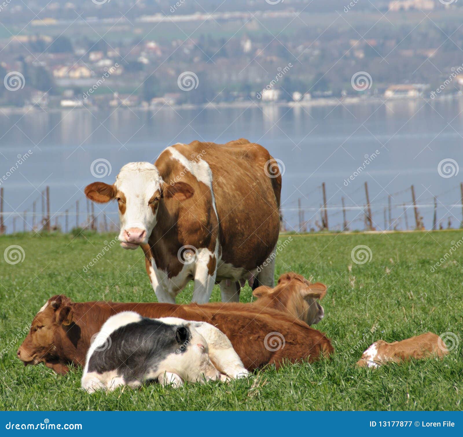 Contented Cows stock image. Image of contented, lake - 13177877