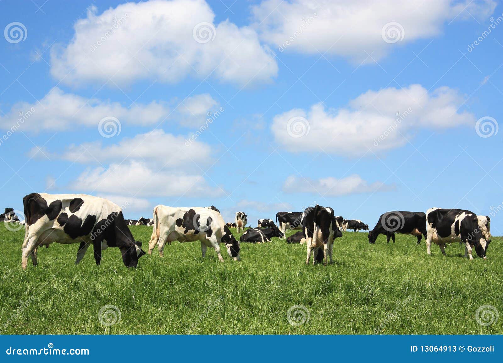 Contented dairy cows stock image. Image of dairy, industry - 13064913