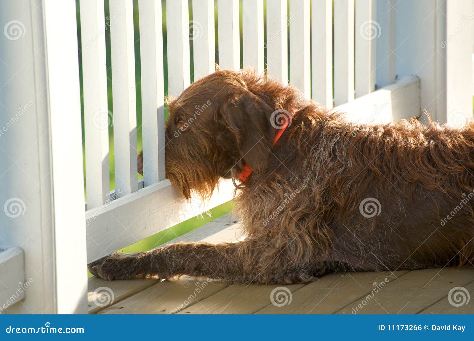 Contented Dog stock photo. Image of gundog, outdoor, companion - 11173266