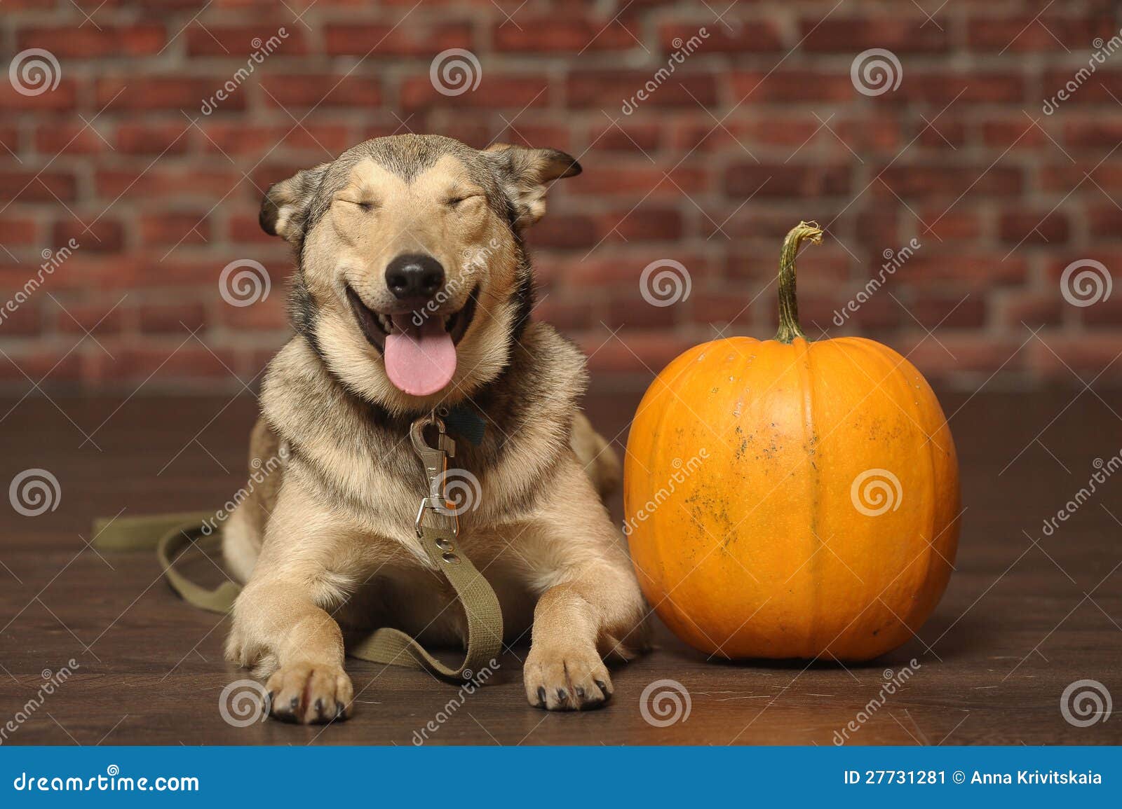 Contented dog stock image. Image of face, portrait, friendly - 27731281