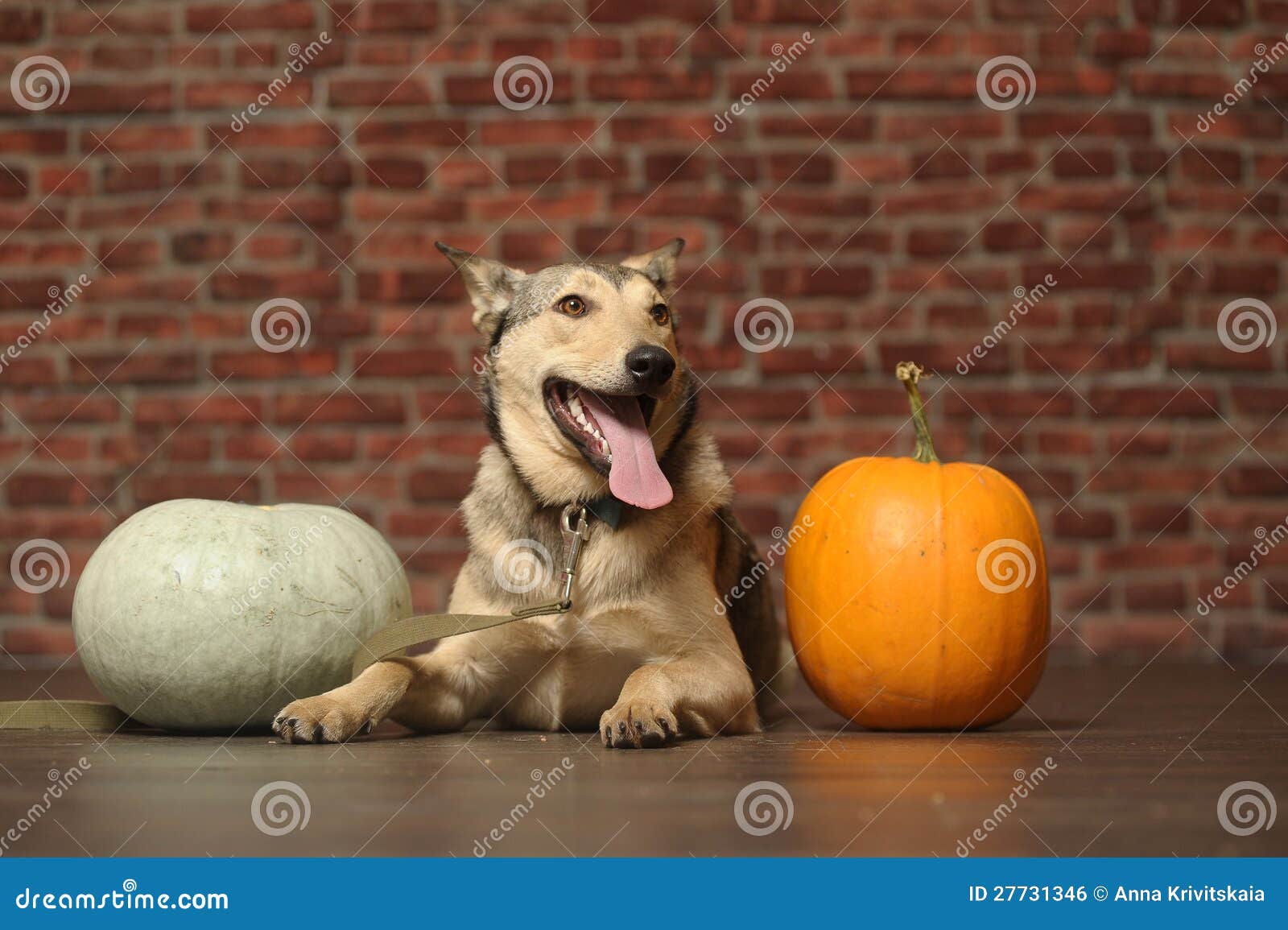 Contented dog stock photo. Image of husky, leaves, mongrel - 27731346